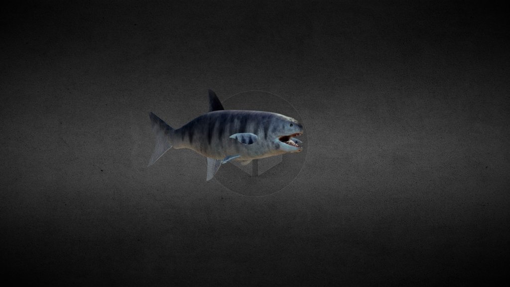 Birgeria - 3D model by Nicolauser [a58cd15] - Sketchfab