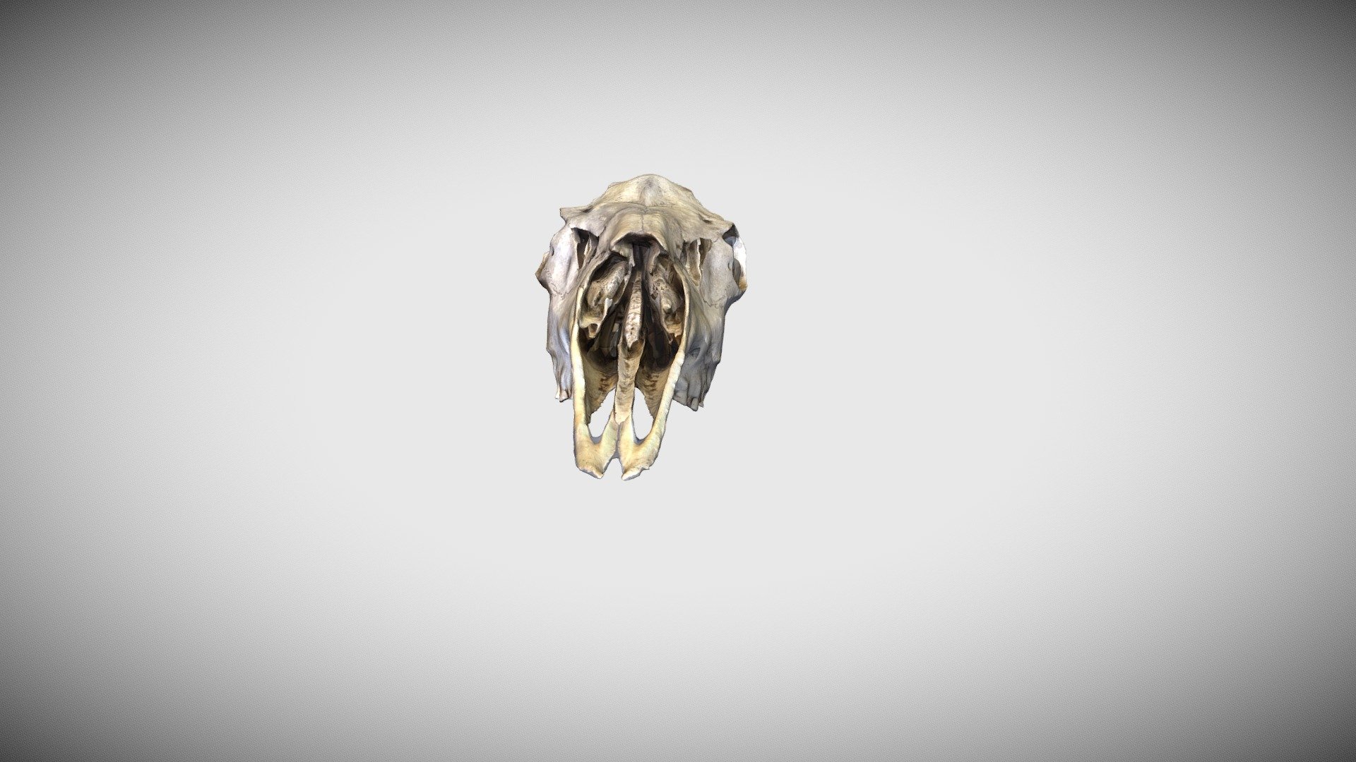 Череп. Лось. Alces. Moose. - Download Free 3D model by zmmu [a58dadb ...