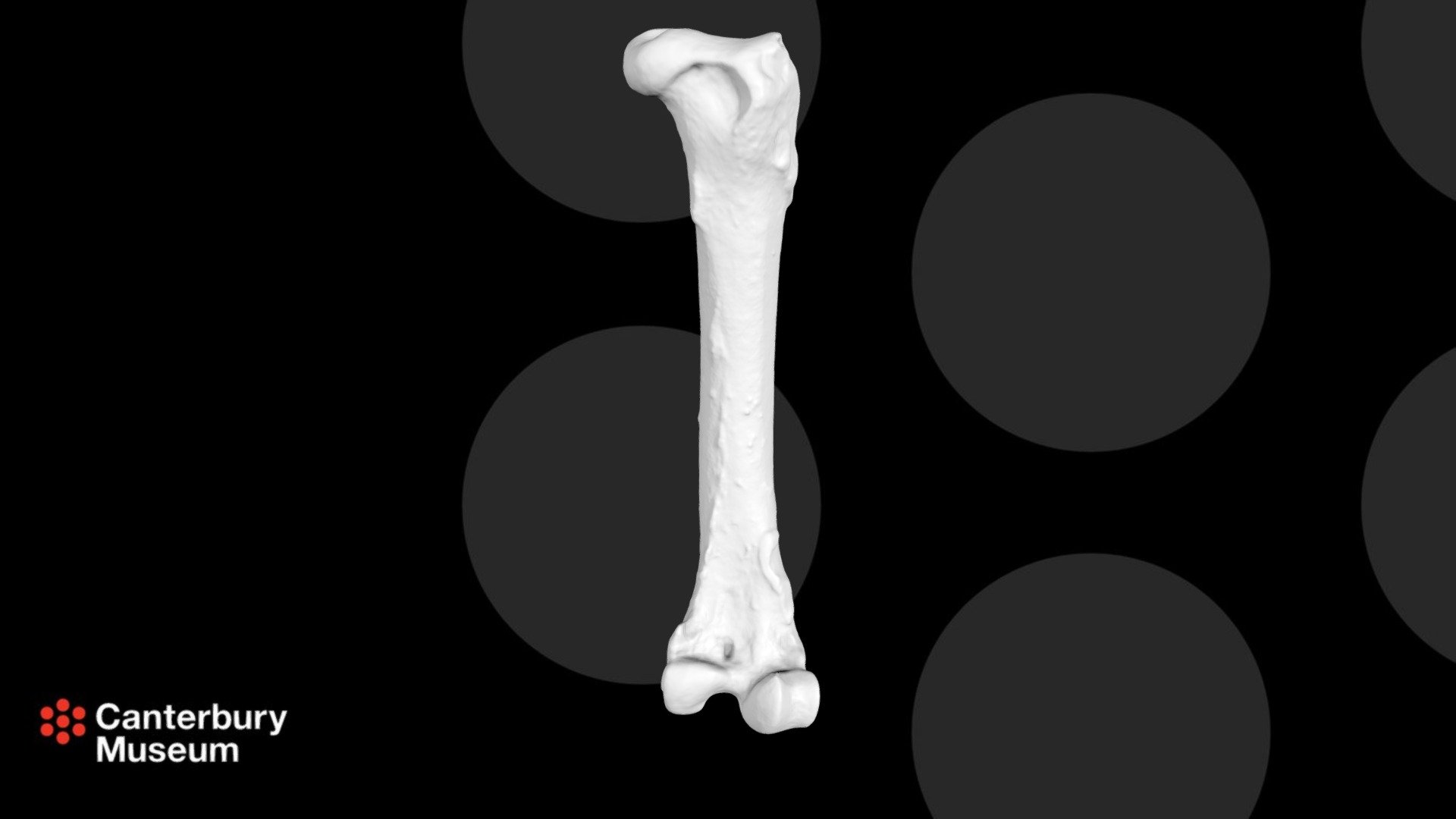Toroa pango (Phoebetria palbebrata) right femur - 3D model by ...