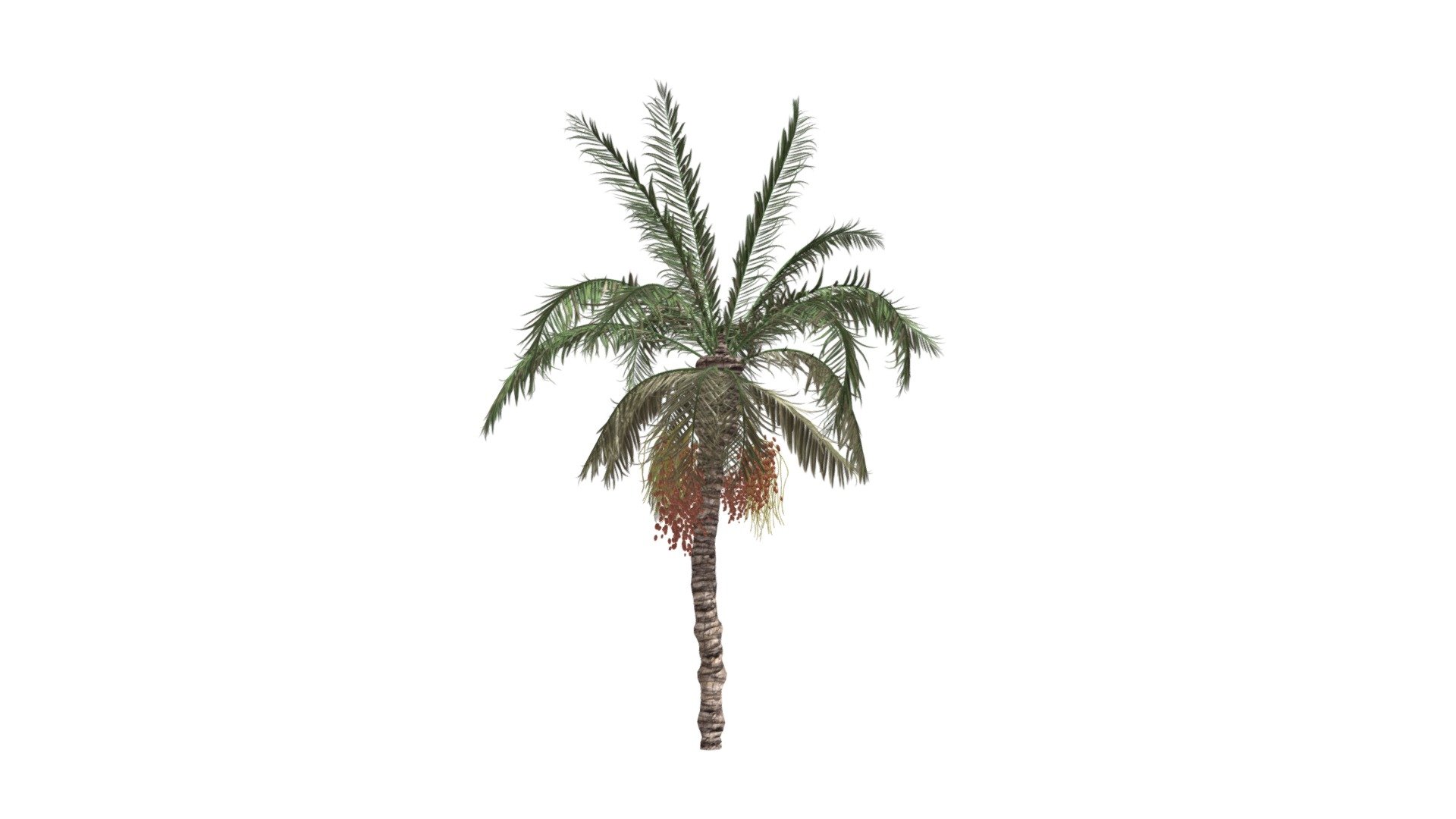 Date Palm Tree #06 - Buy Royalty Free 3D model by meshshape [a58fec2 ...