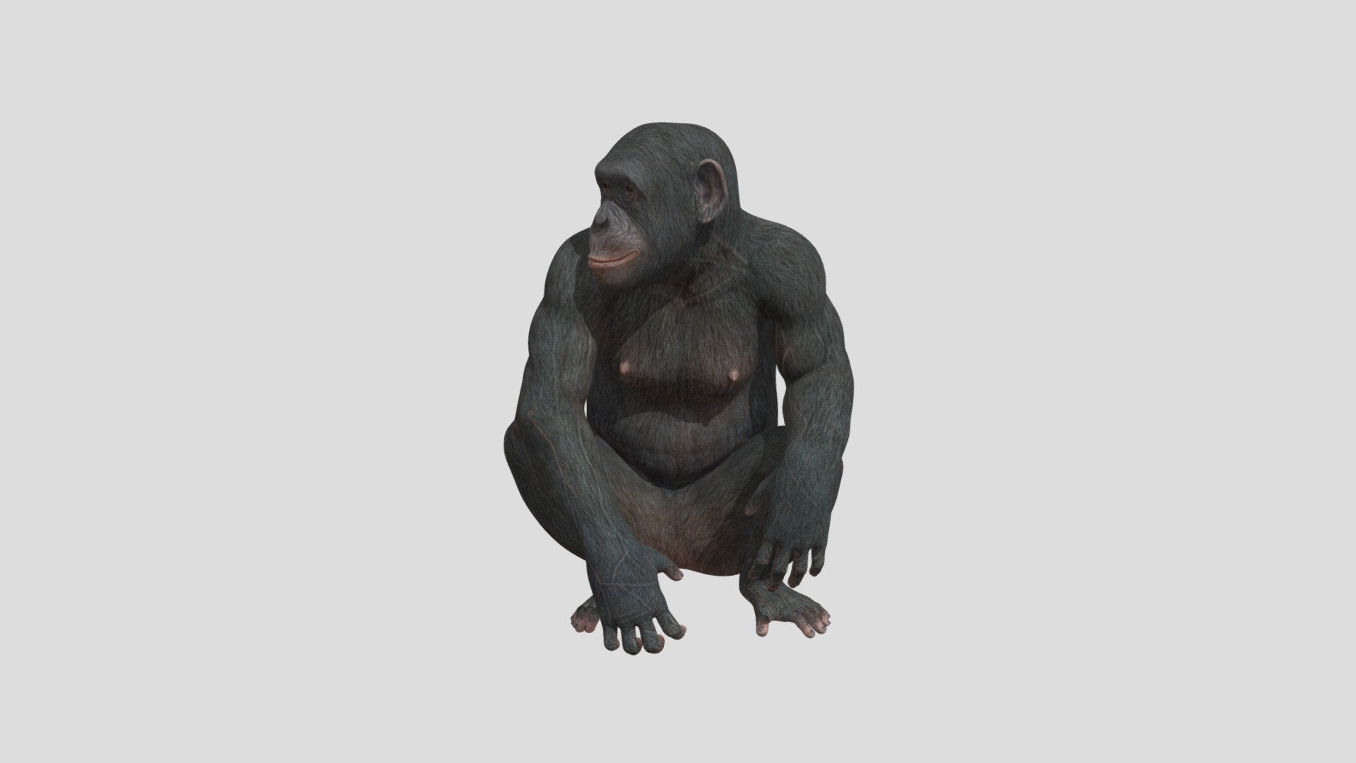 Ape - Download Free 3D model by all of life (@Xfdfgd) [a5915d1] - Sketchfab
