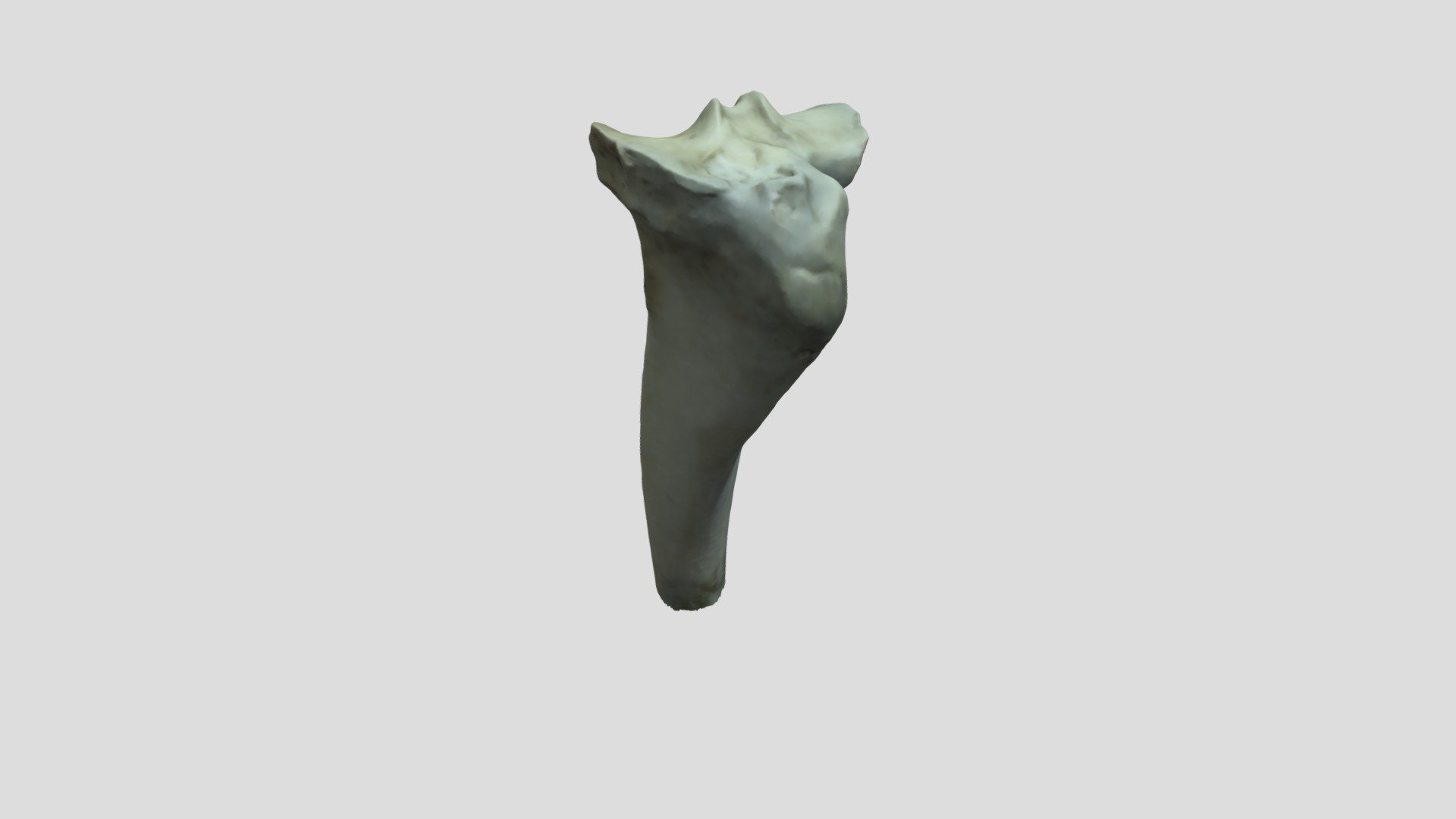 Sheep Tibia (vertical) - Side 1 - 3D model by JeromeDouglas [a594955 ...