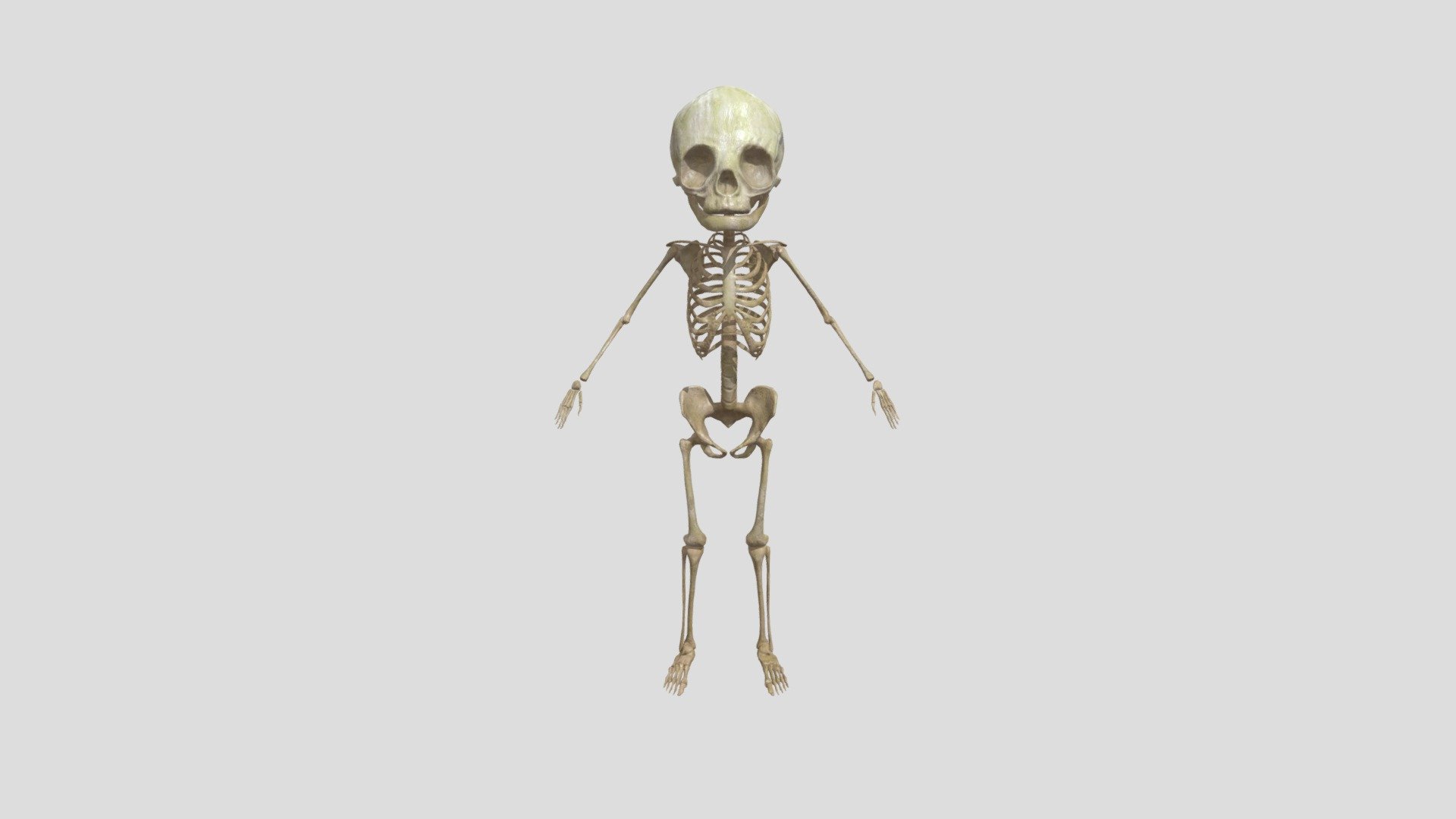 Child Skeleton - Download Free 3D model by DeathGZ [a59a547] - Sketchfab