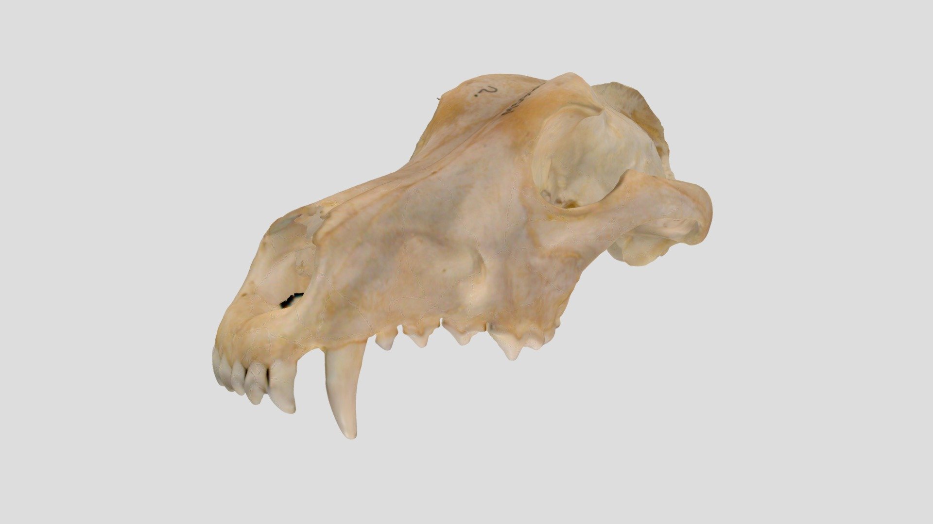 WAM M5965 - Dingo (Skull) - 3D model by Western Australian Museum ...
