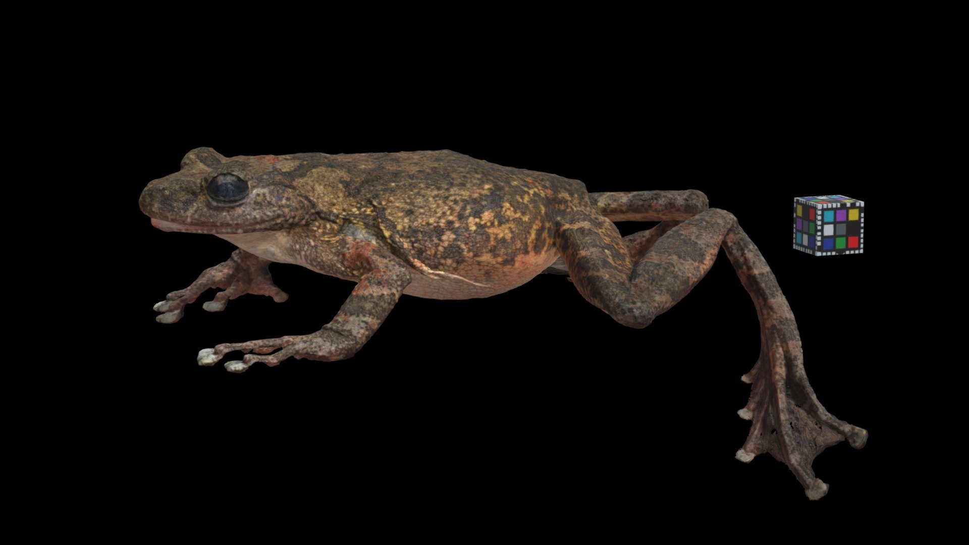 カジカガエル ♀ Kajika Frog, Buergeria buergeri - Download Free 3D model by ...