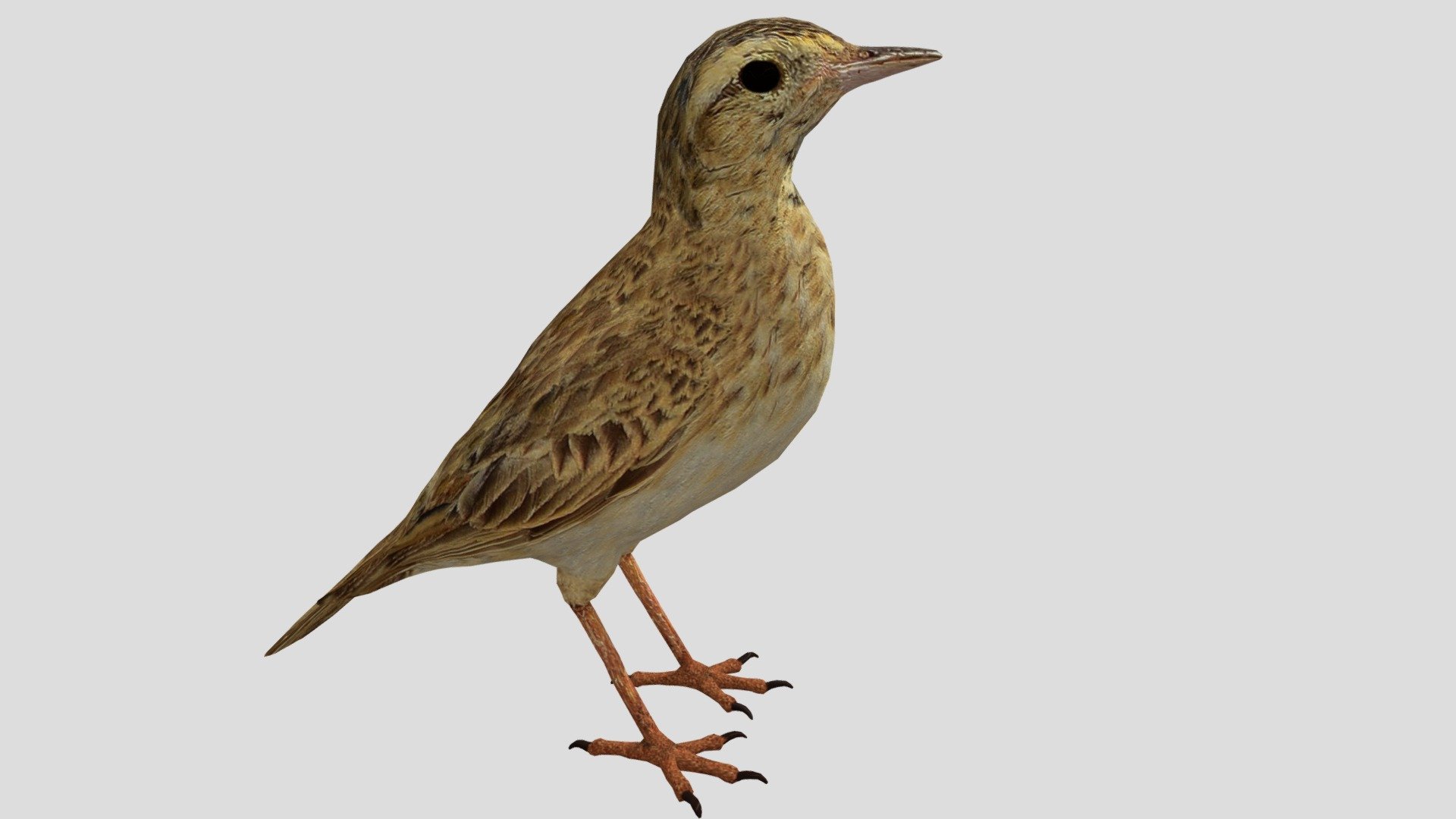 Pipit - Buy Royalty Free 3D model by rmilushev [a5a023a] - Sketchfab Store