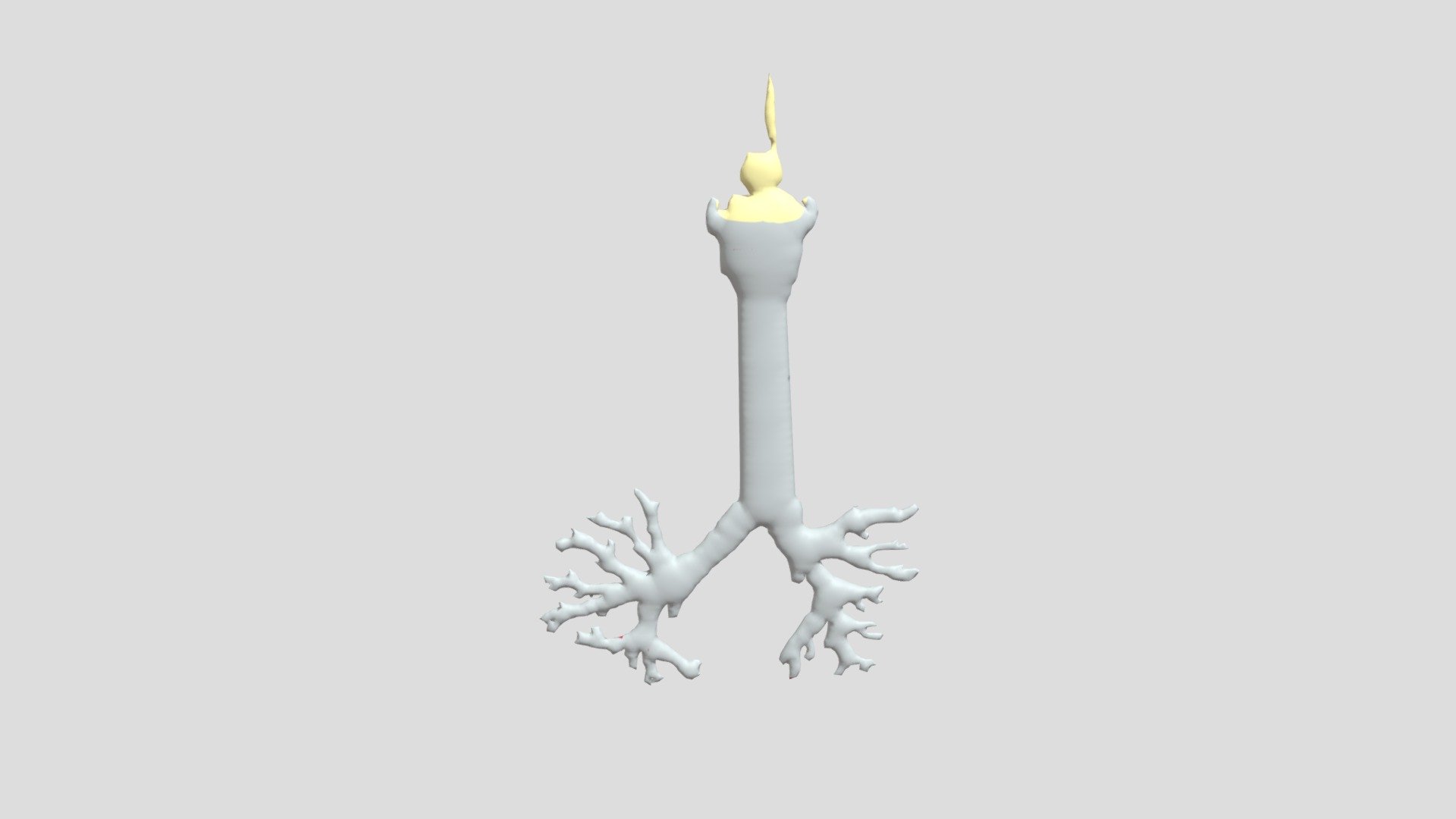 Trakea Manusia (1) - Download Free 3D model by nauvalpkl2222 [a5a9f16 ...