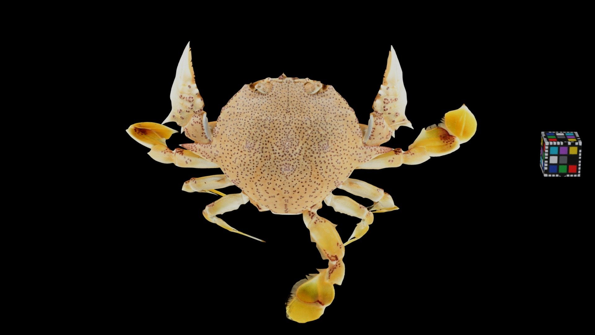キンセンガニ Moon Crab, Matuta victor - Download Free 3D model by ffish.asia ...