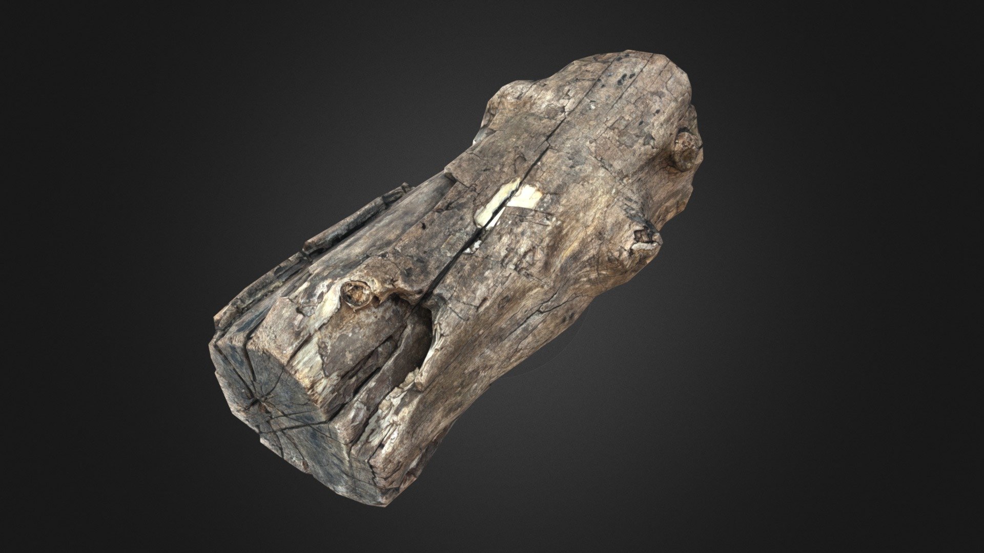 A realistic section of tree trunk - Buy Royalty Free 3D model by ...