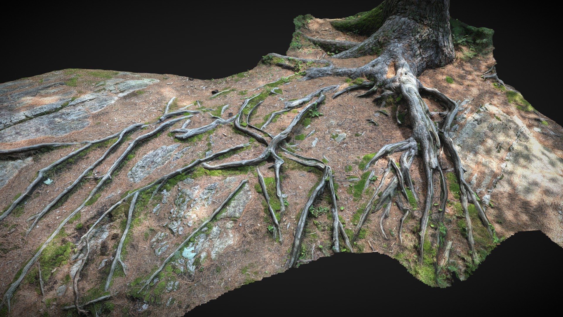 Tree Roots photogrammetry 3d model - Buy Royalty Free 3D model by 3D ...