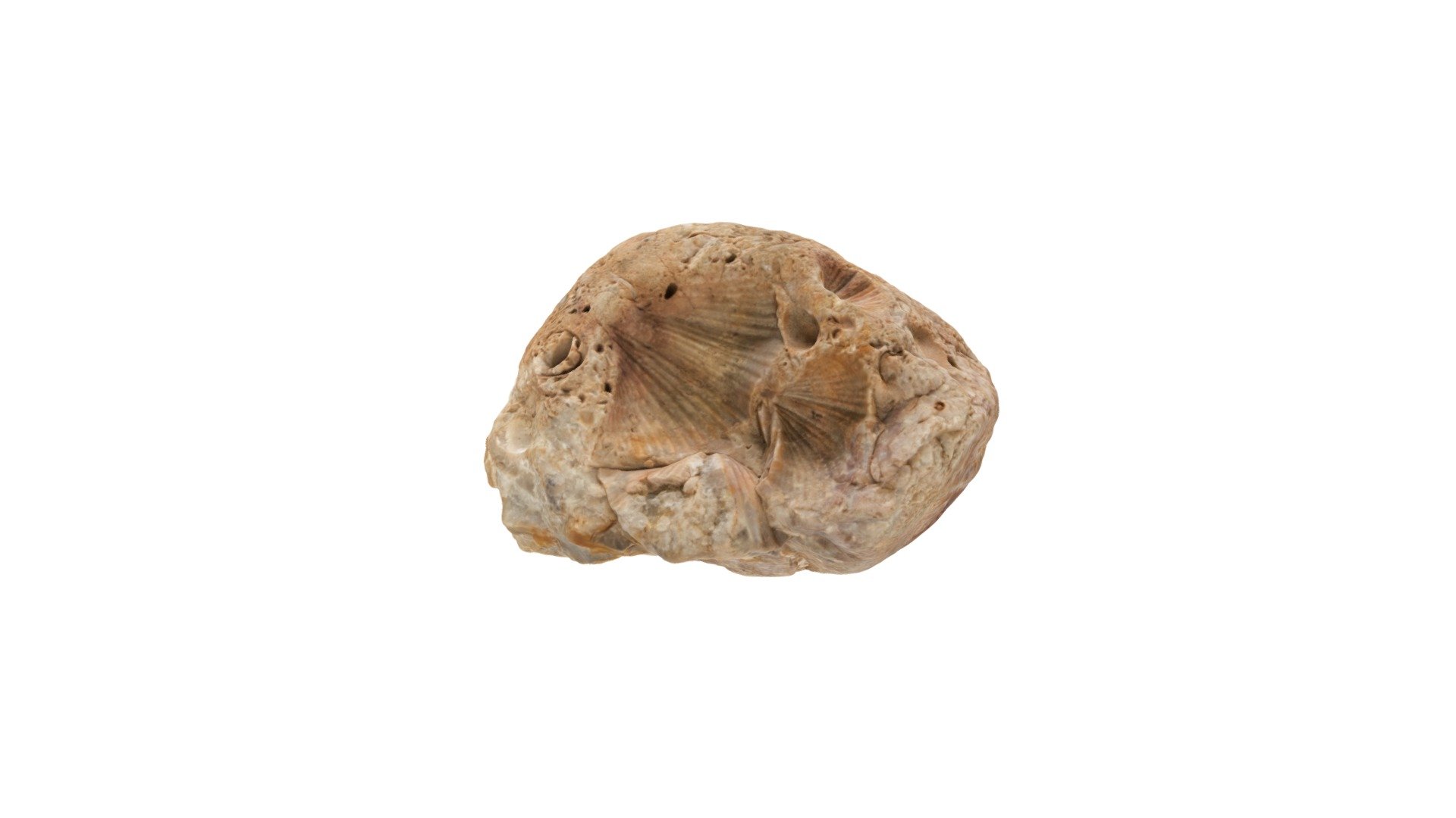 Brachiopod Fossil with Imprints and Quartz - Download Free 3D model by ...