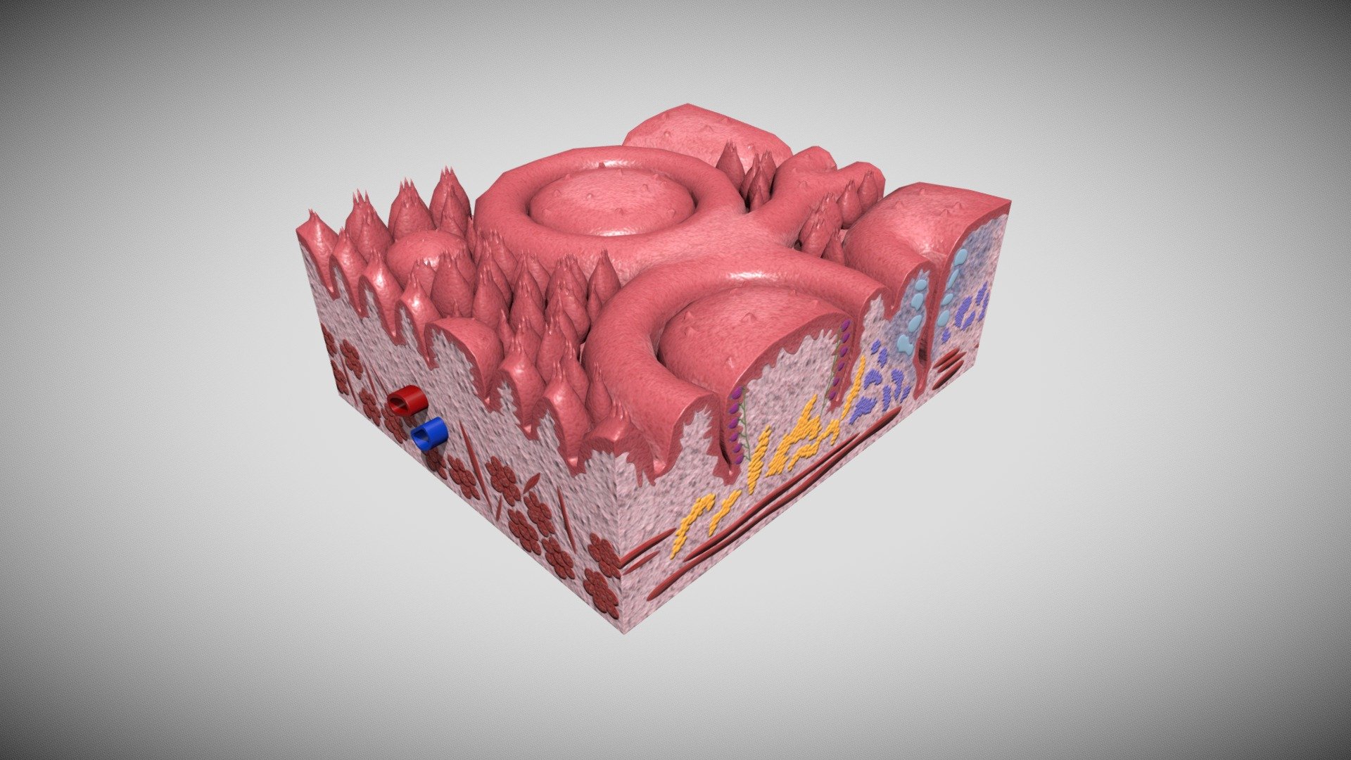 Tongue Papilla Cross Section - 3D model by Saular [a5bf431] - Sketchfab