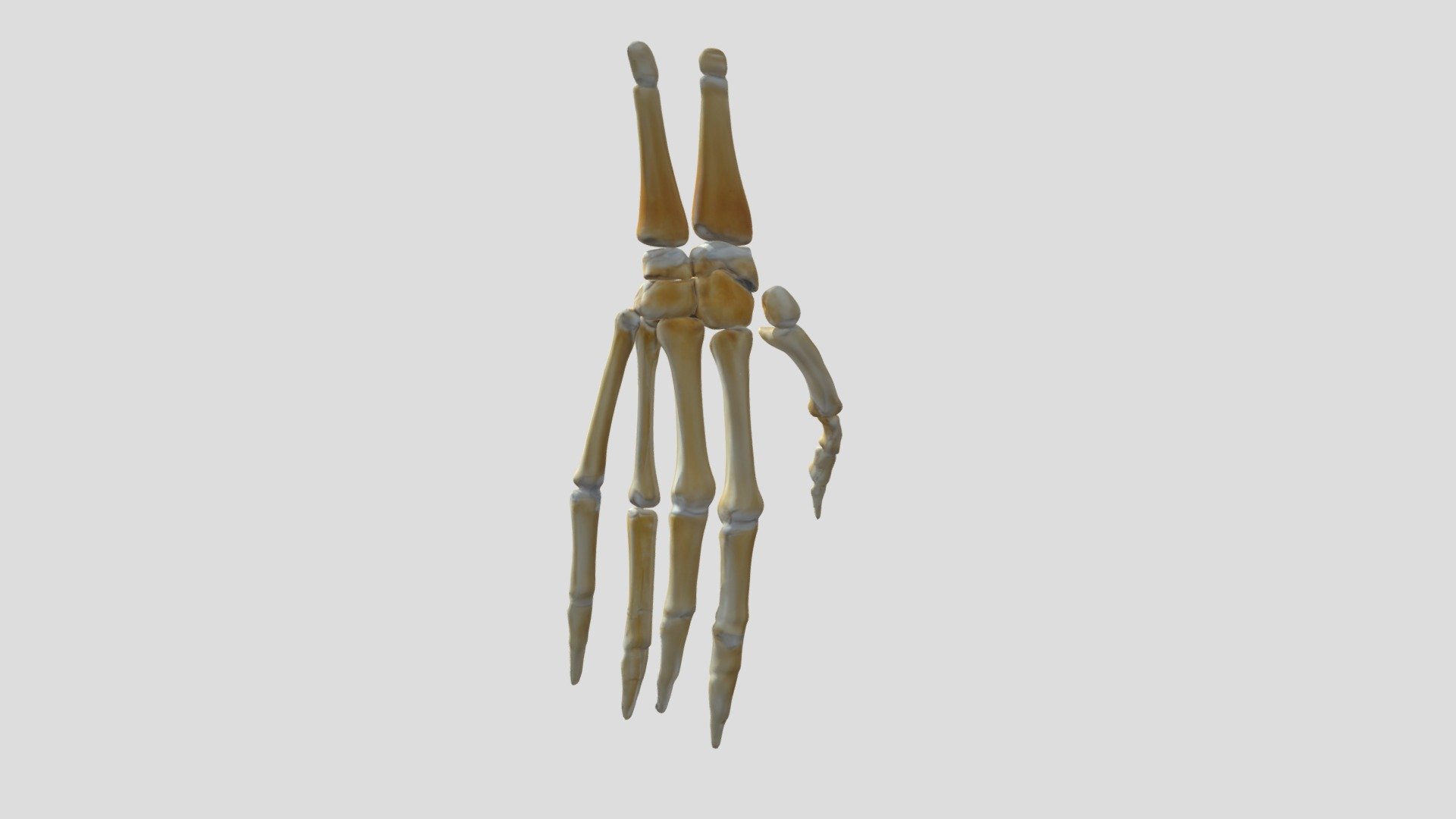 Skeleton Hand - Buy Royalty Free 3D model by Marco De Simone ...
