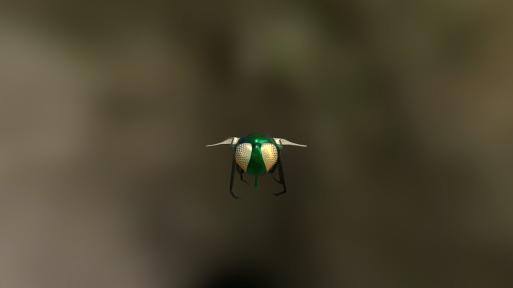 Animated fly - 3D model by nepeta [a5c5143] - Sketchfab
