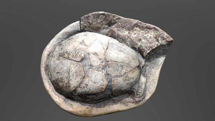 Homo-erectus 3D models - Sketchfab
