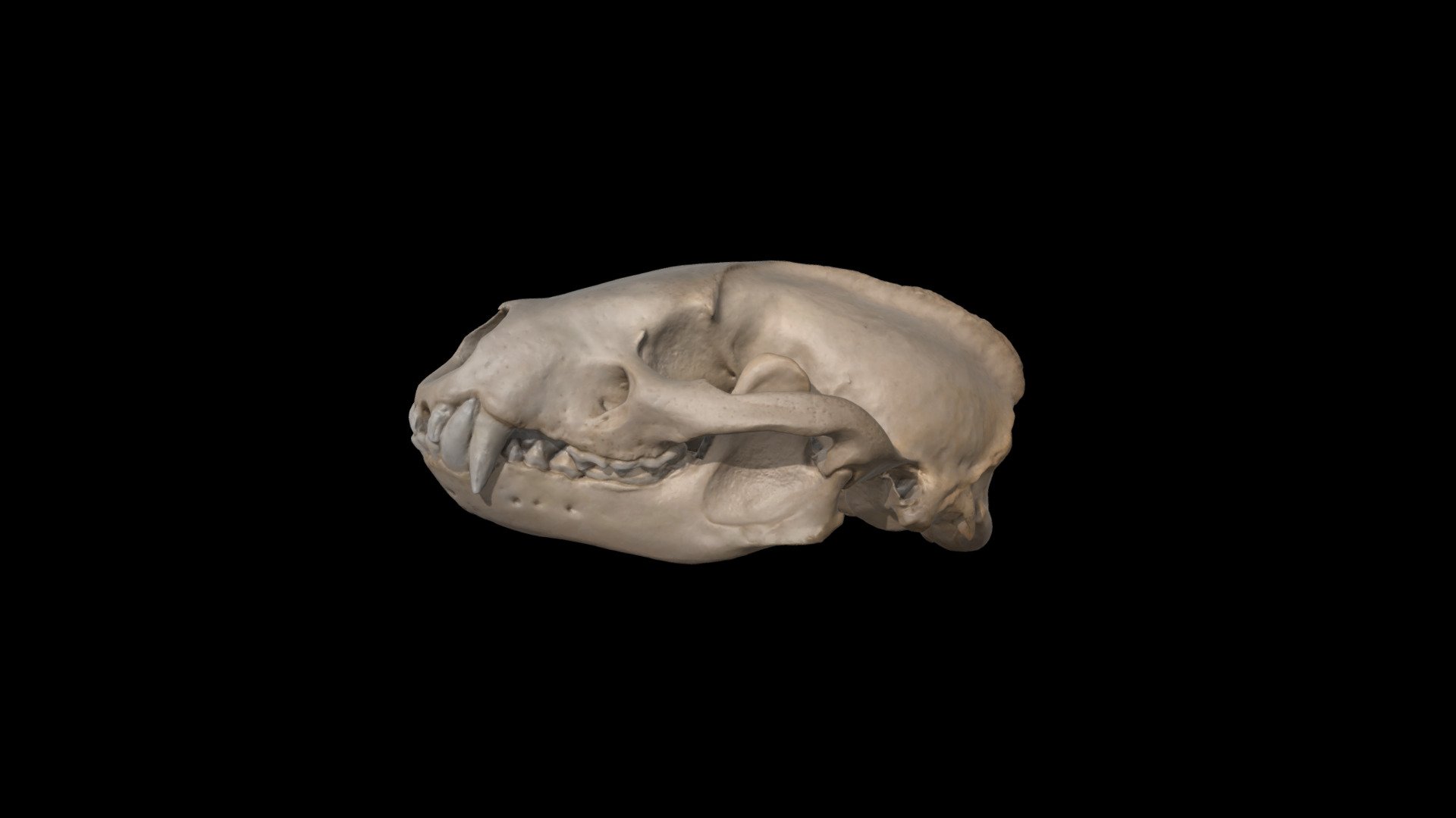 Badger Skull (Meles meles) - 3D model by Geoff (@godaz) [a5d569d ...