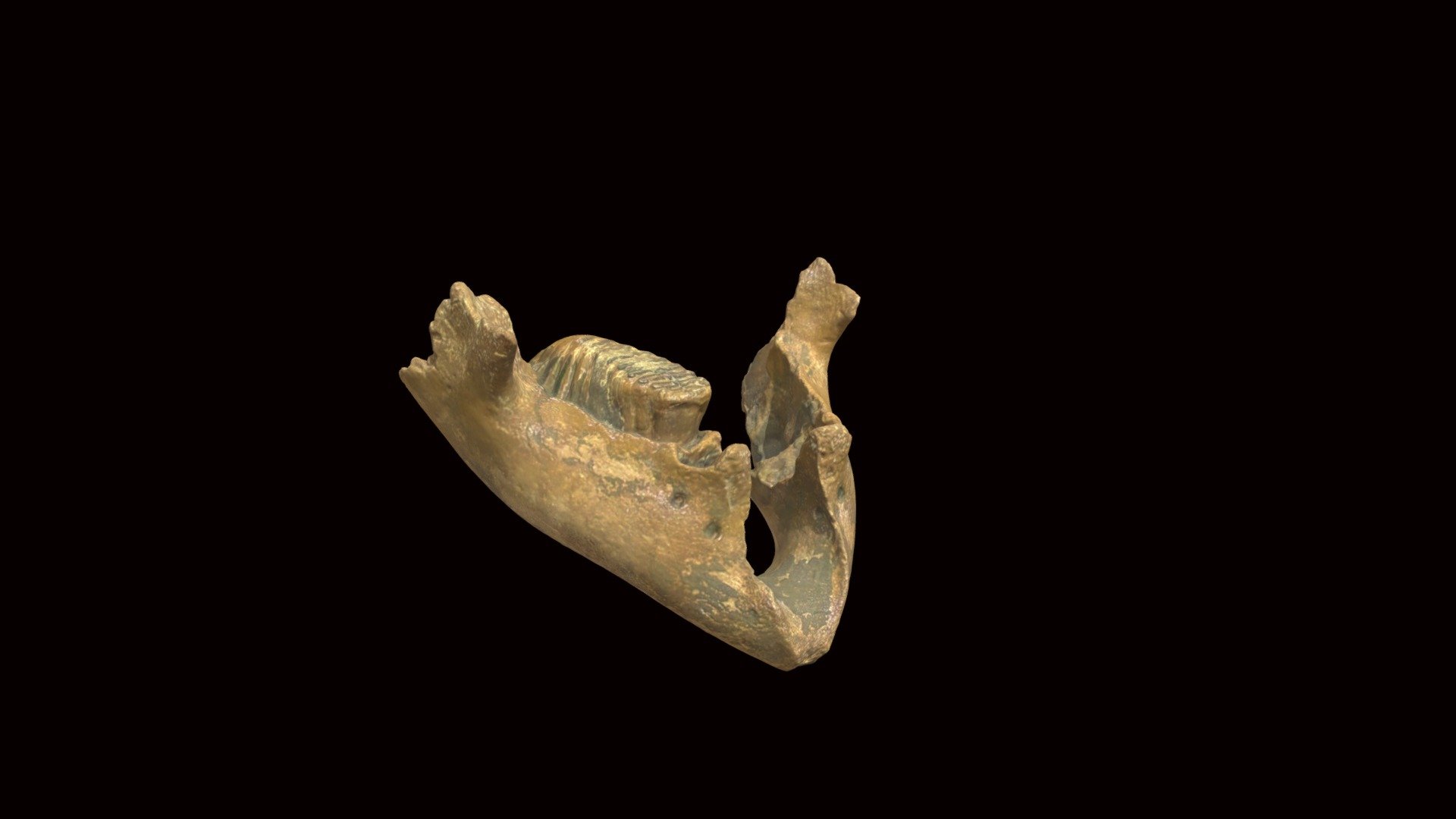 Baby mammoth mandible (VCU_3D_8636) - 3D model by Virtual Curation Lab ...