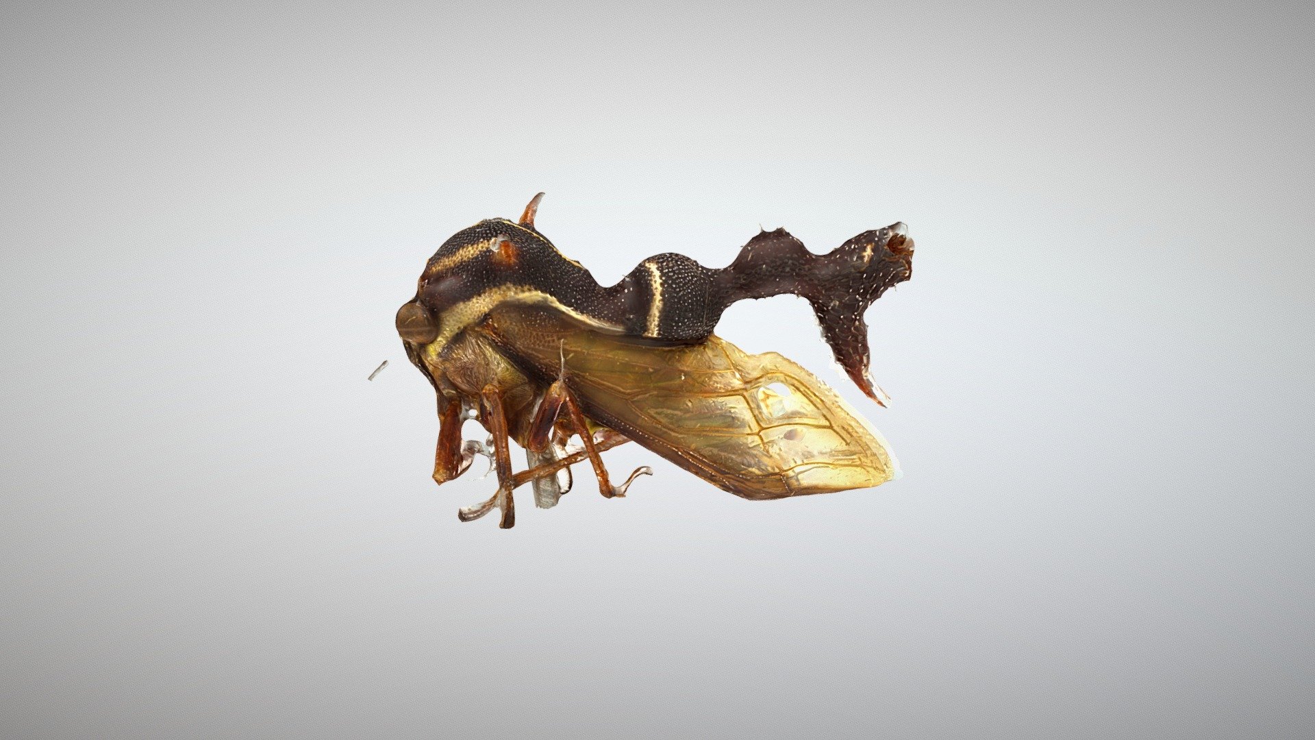 Treehopper_2 - Download Free 3D model by UConn Library (@uconn_library) [a5e5026] - Sketchfab