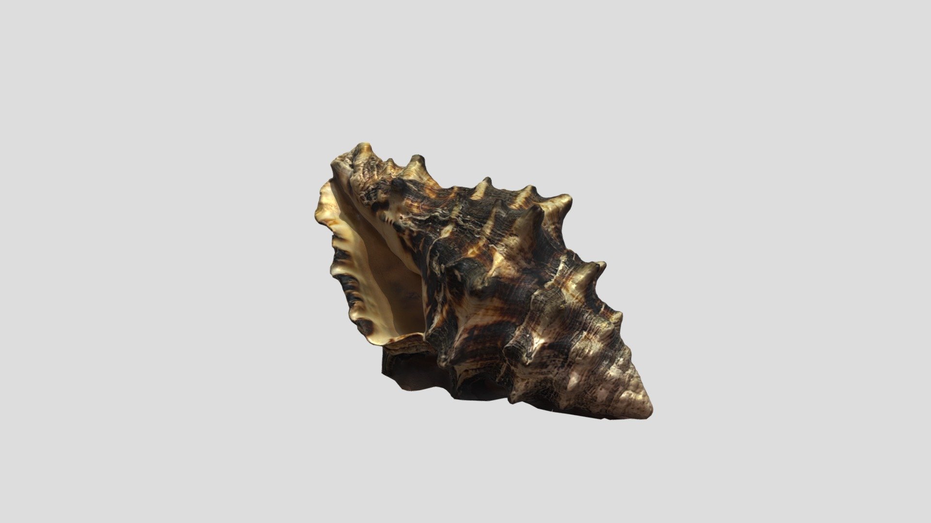 Sea shell scan - Download Free 3D model by KJB96 [a5efc2c] - Sketchfab