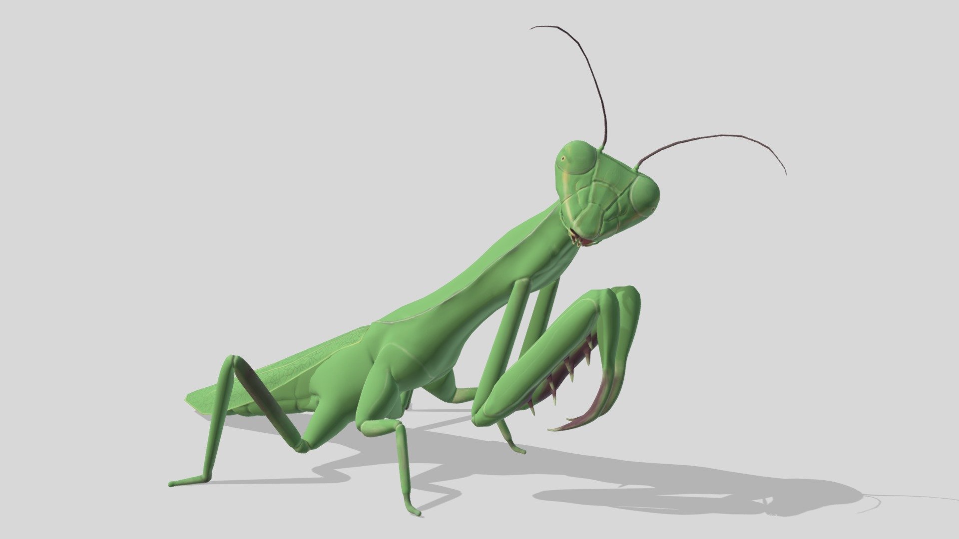 preying mantis - 3D model by mazzaferno [a5f06bd] - Sketchfab