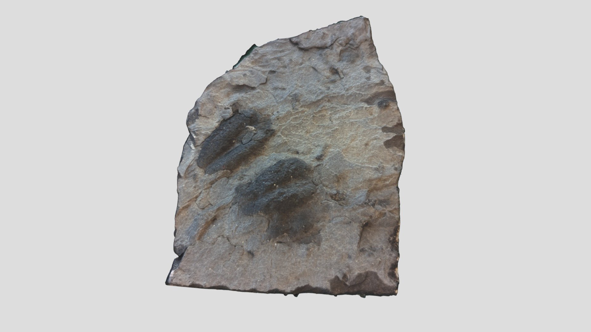 Double Rusophycus - Download Free 3D model by trilopodfossils [a5f0715 ...