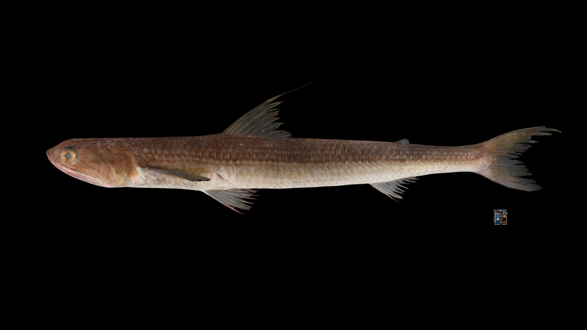 CC0 ワニエソ 🐟 Wanieso Lizardfish, Saurida wanieso - Download Free 3D model ...