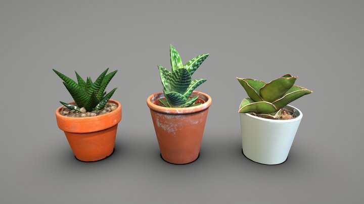Succulent 3D models - Sketchfab