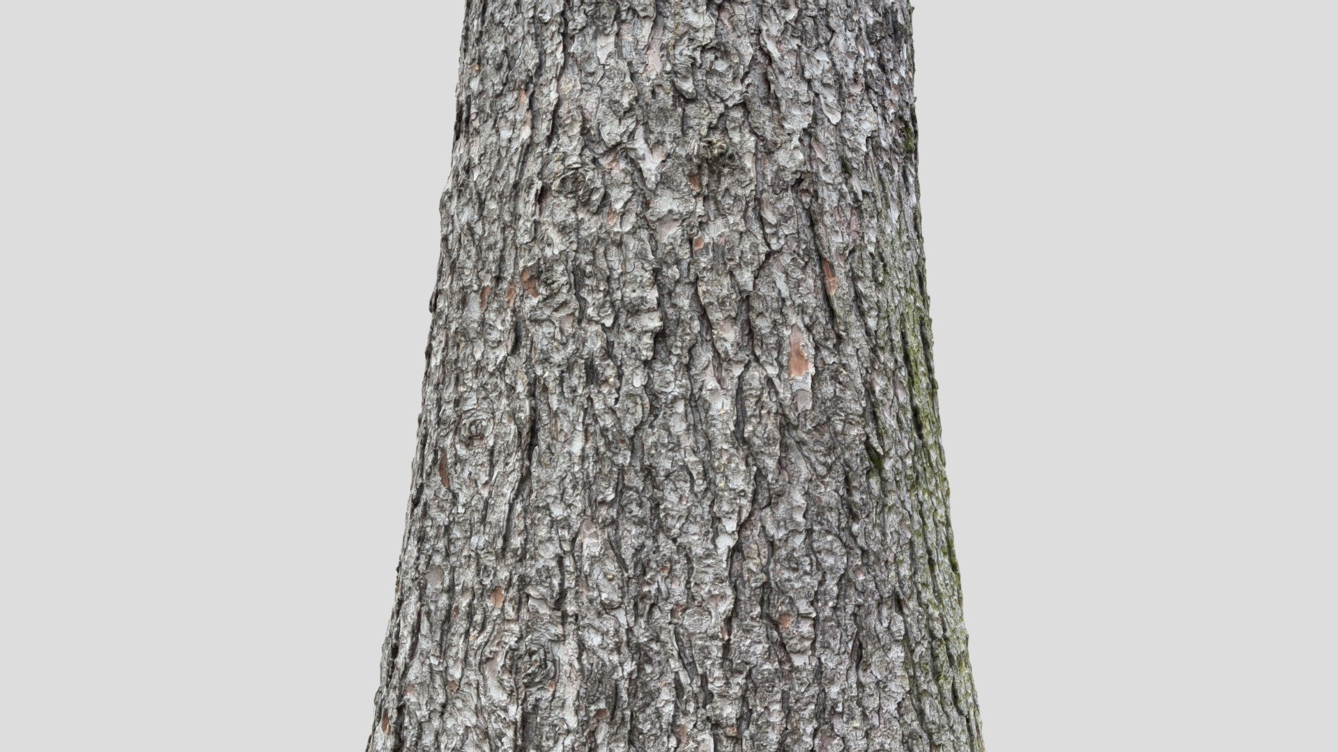 Tree Trunk 05 - RAW Scan - Buy Royalty Free 3D model by Modulus Scan ...