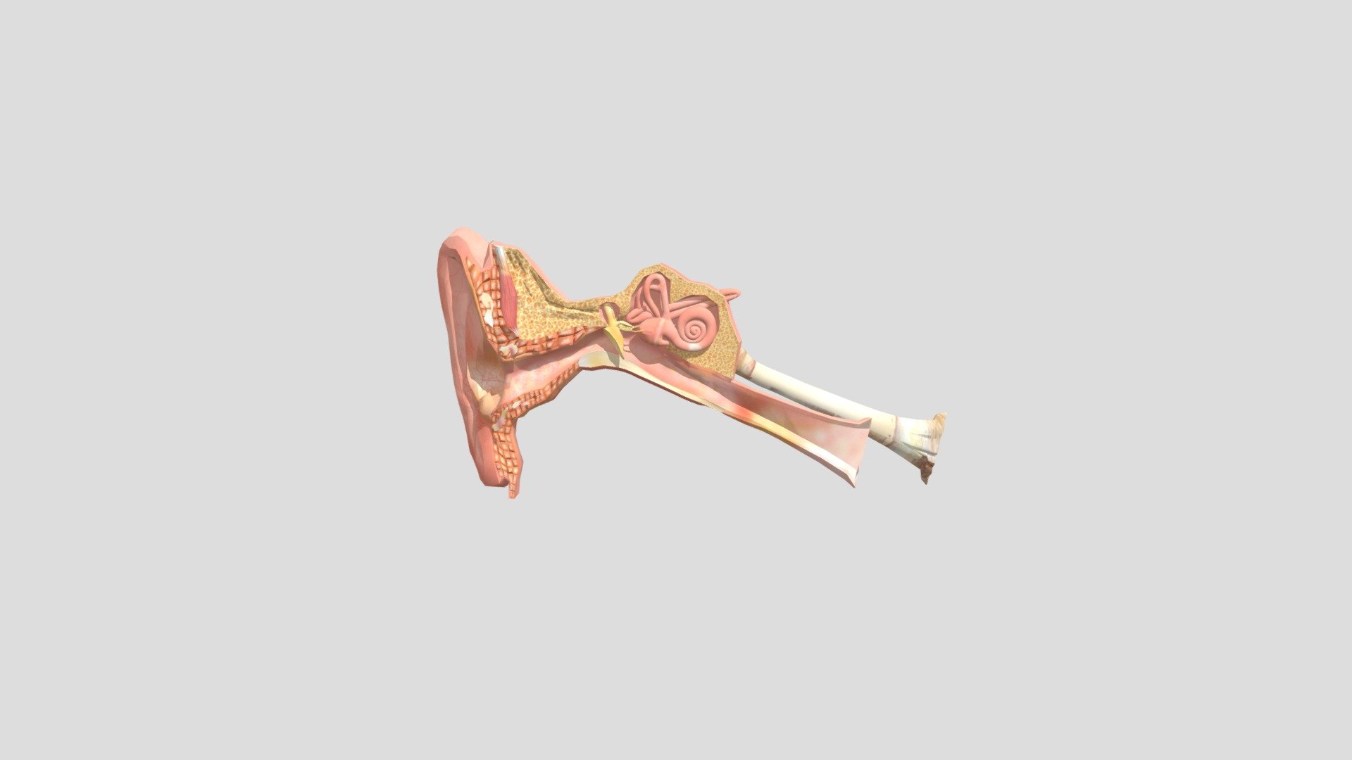 Human ear anatomy - 3D model by paihub [a603aa2] - Sketchfab