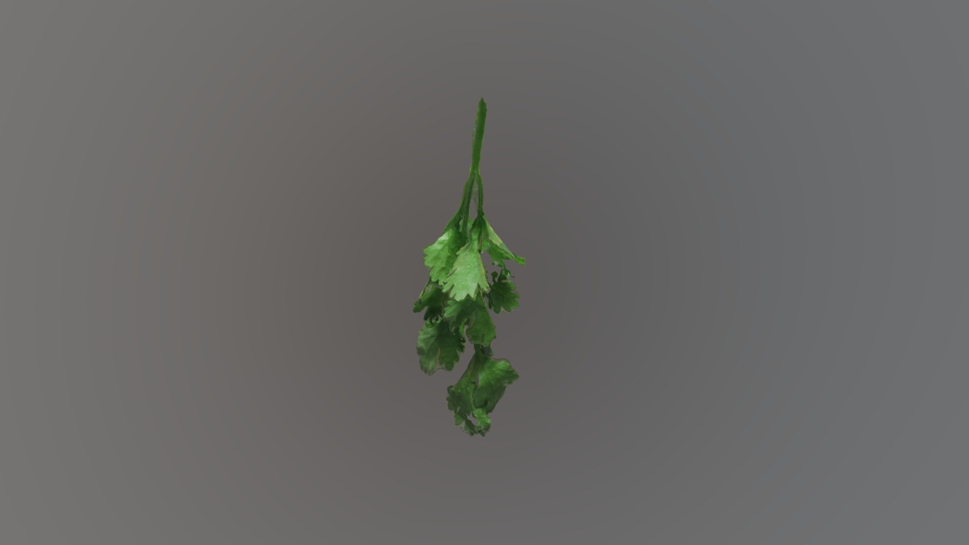 cilantro - 3D model by my9559ee [a60419a] - Sketchfab