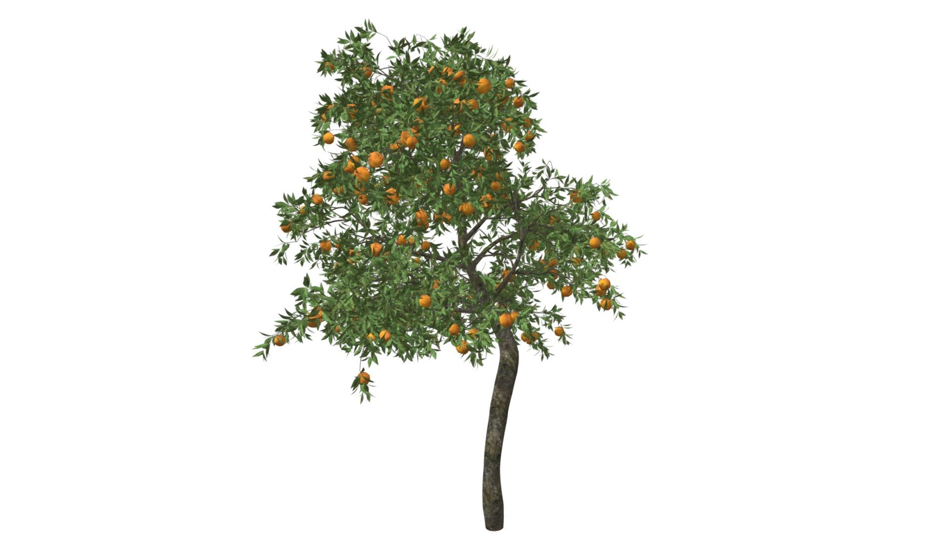 Orange Tree #01 - Buy Royalty Free 3D model by meshshape [a60be1b ...