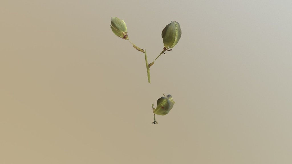 Camas Seed Pods May 27-2017 MeshLabModel - 3D model by KathFusion3D ...