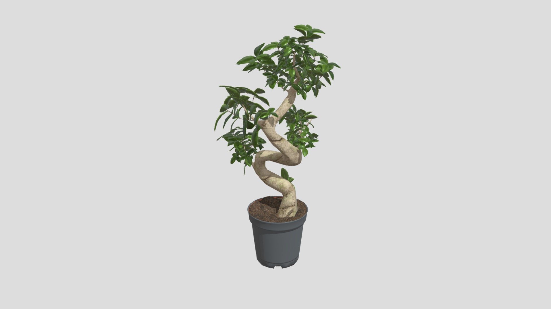 Ficus Microcarpa Ginseng - Buy Royalty Free 3D model by ...