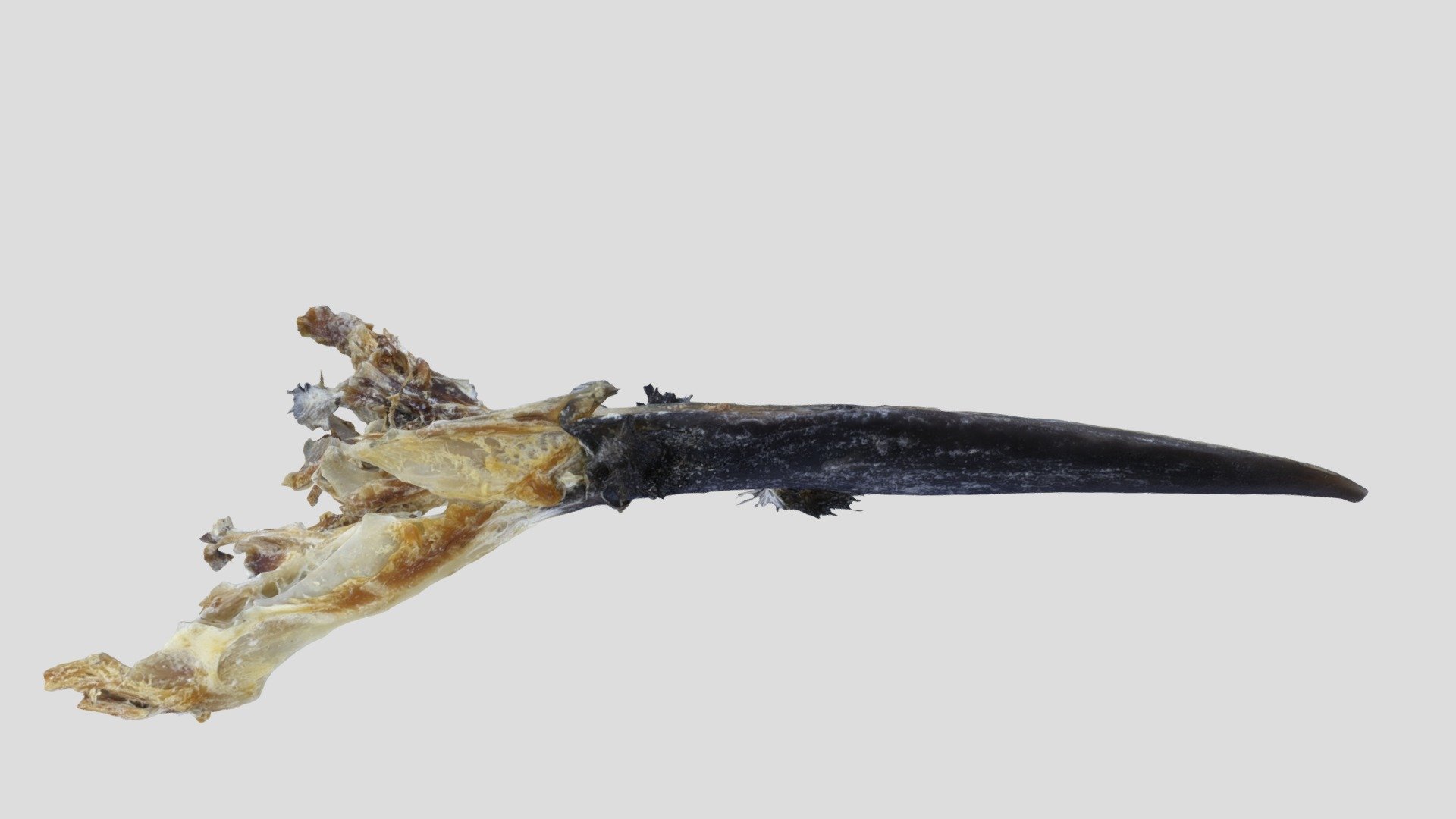 UWYMV:Bird:1210, Sphyrapicus varius, Mandible - Download Free 3D model ...