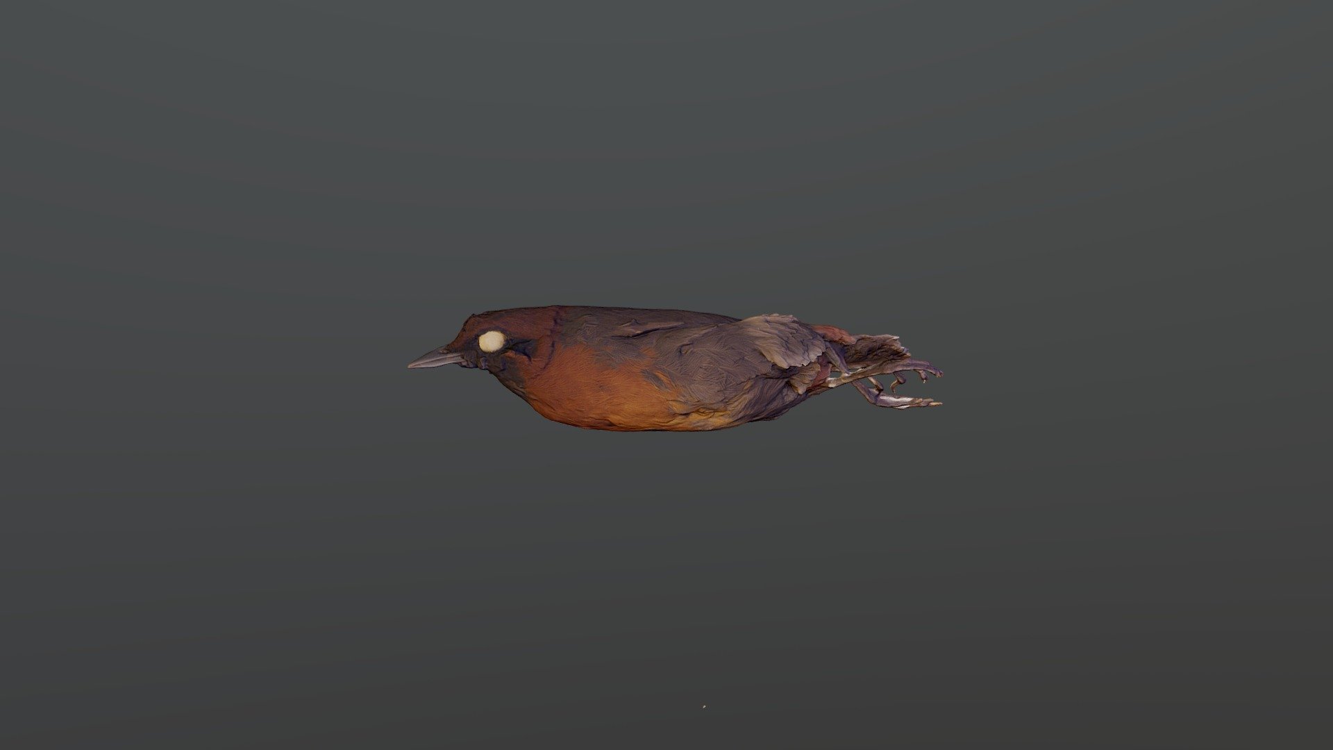 Rufous-breasted Antthrush - F. rufipectus - Download Free 3D model by ...