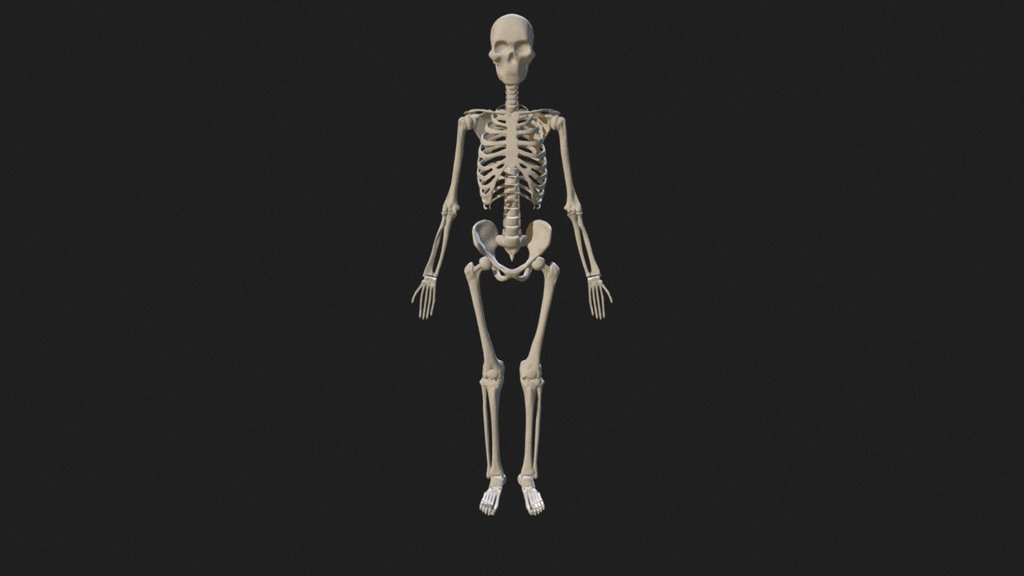Skeleton - 3D model by rav31 [a61ca39] - Sketchfab