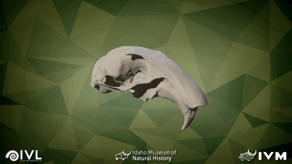 IMNH R-80 Squirrel Cranium - Download Free 3D model by Idaho ...