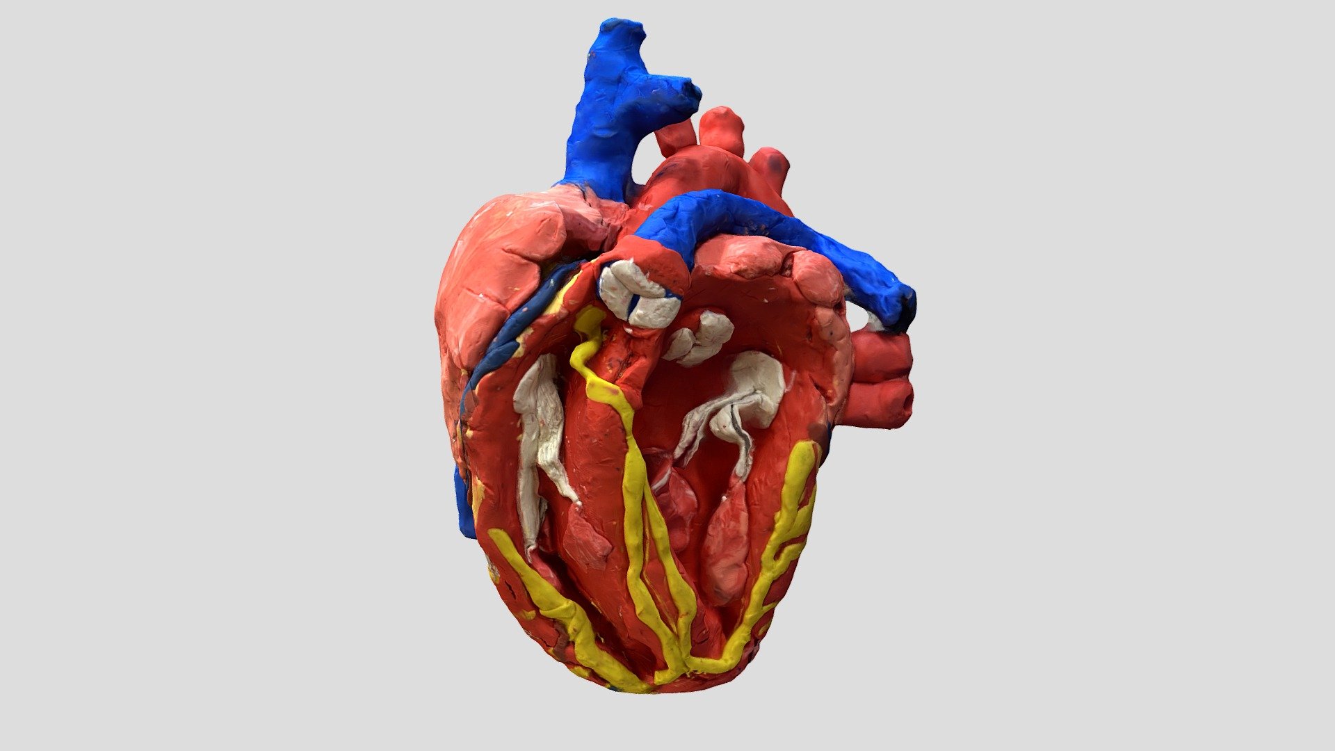 Anatomy of the heart - 3D model by zh340 [a62ed43] - Sketchfab