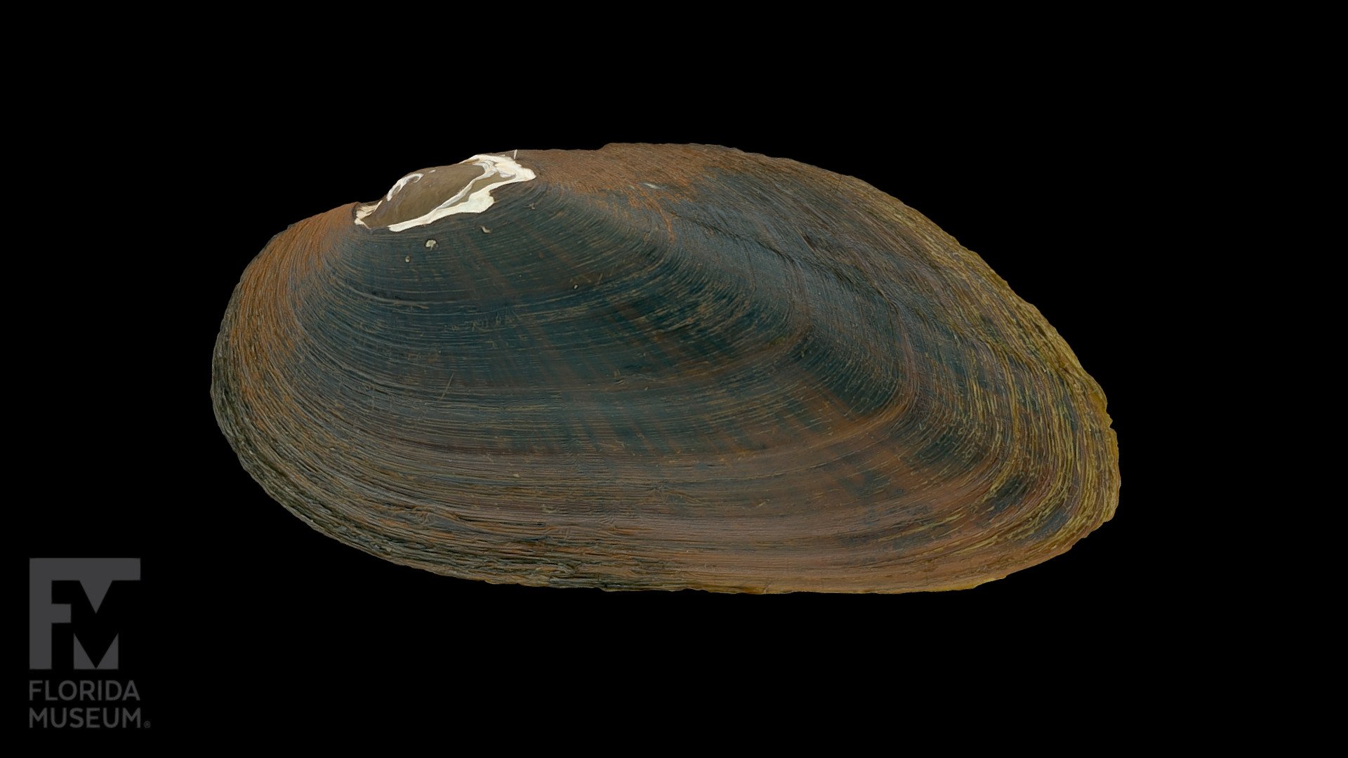Gulf Spike - Freshwater Mussel - 3D model by FloridaMuseum [a631321 ...
