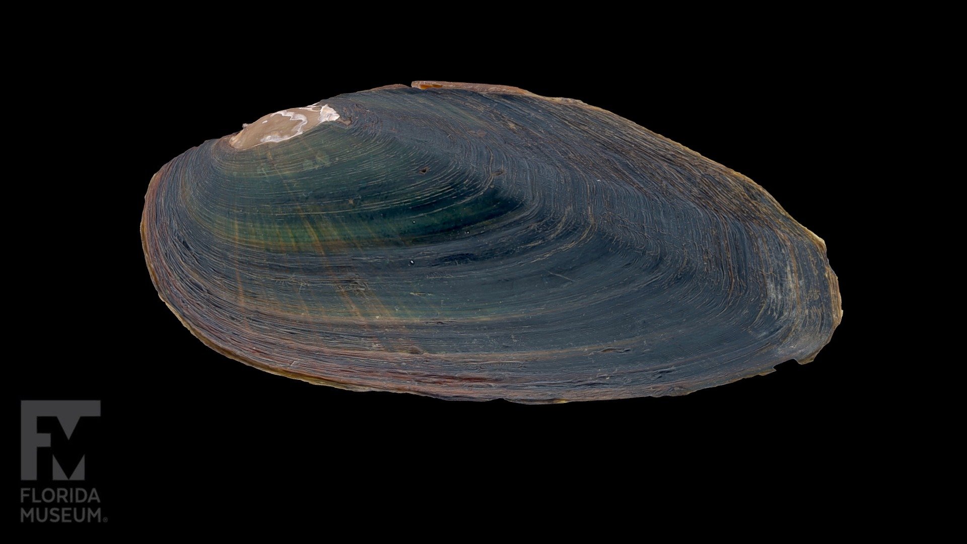 Southern lance - Freshwater Mussel - 3D model by FloridaMuseum [a632965 ...
