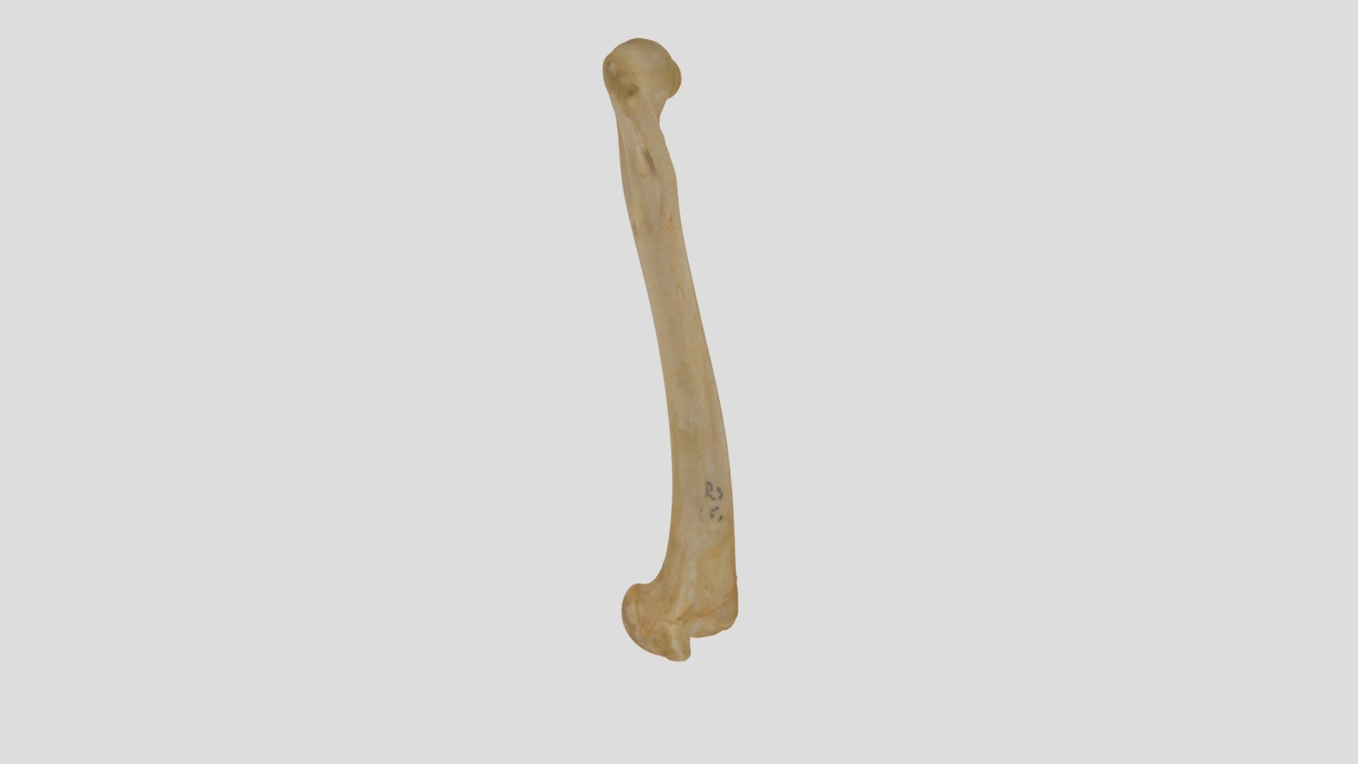 Humerus - Download Free 3D model by justinbrown4242 [a6333b0] - Sketchfab