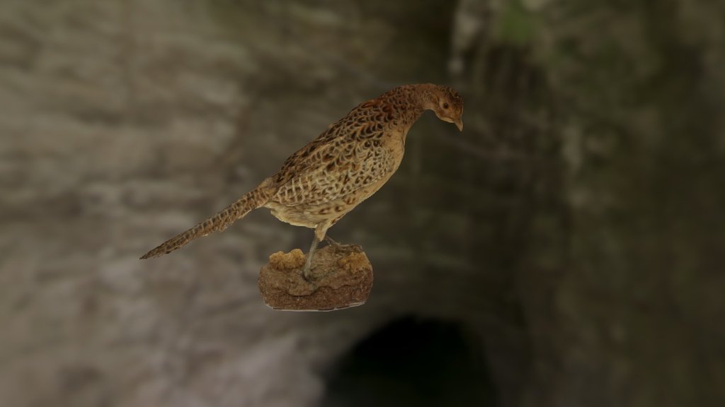 Faisán Hembra - 3D model by SteadPro [a63842c] - Sketchfab