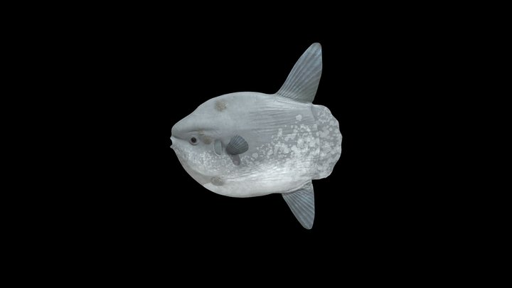 Sunfish 3D models - Sketchfab
