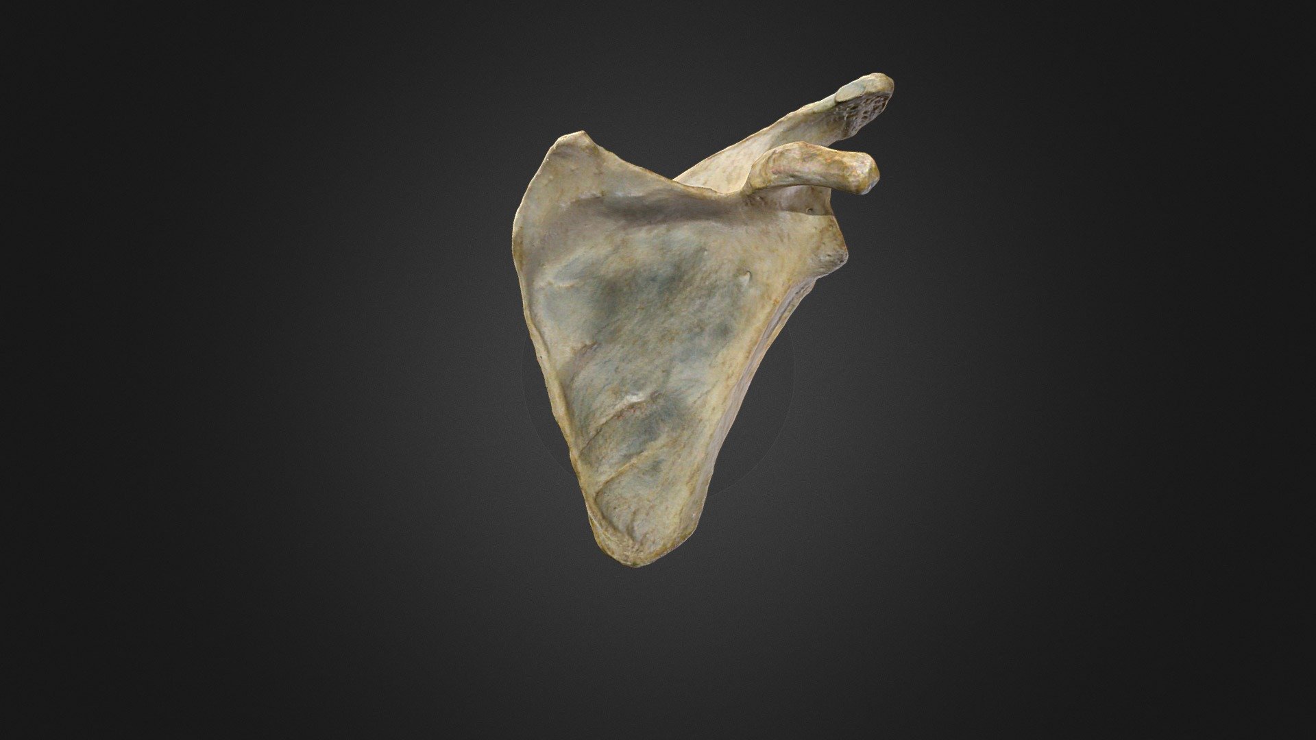 Scapula - 3D model by Gonzalo Matzner (@Anatomical3DModels) [a64a124 ...
