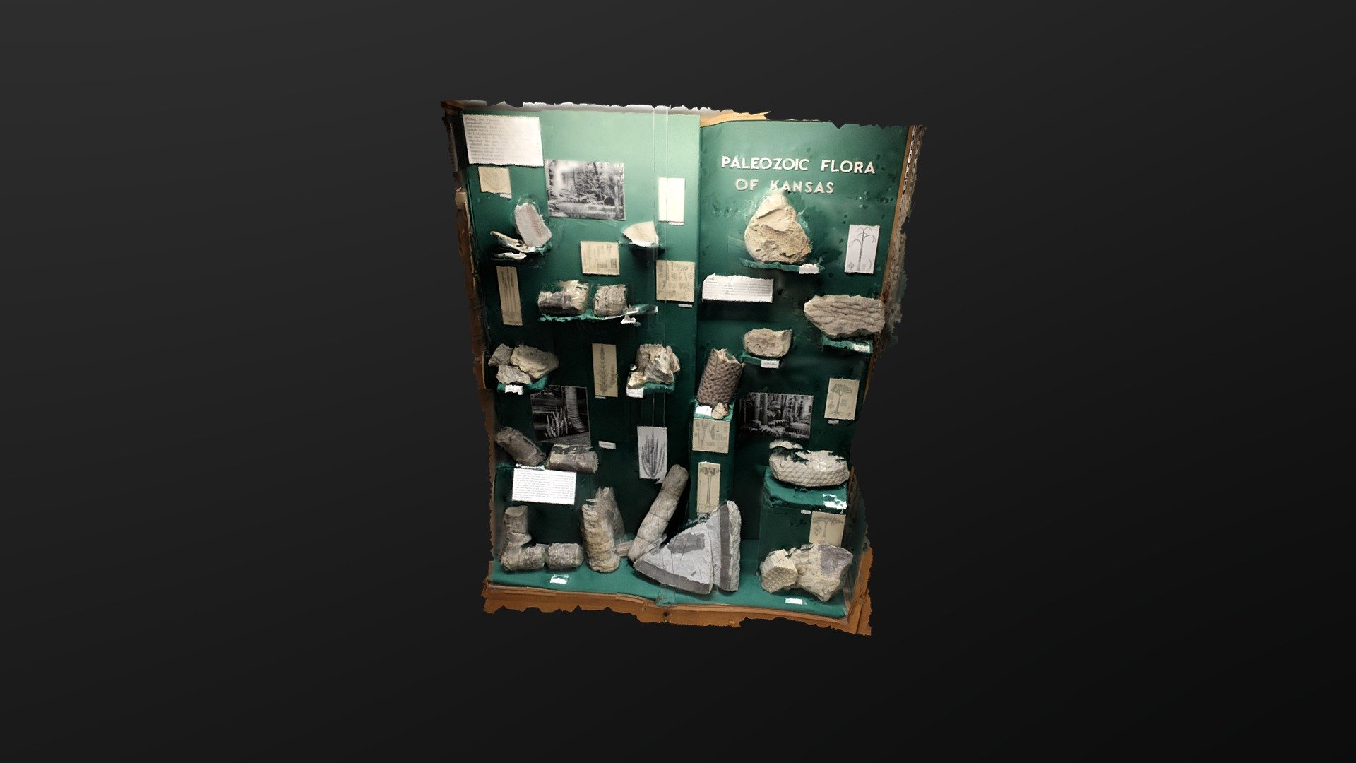 Paleozoic Flora Of Kansas [Display 36 TEST] - 3D model by ESUEarthSci ...