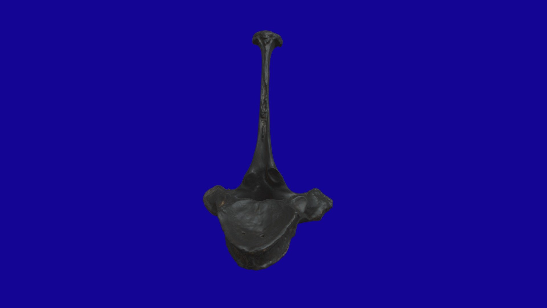 Mastodon Vertebra (VCU_3D_7643) - Download Free 3D model by Virtual ...