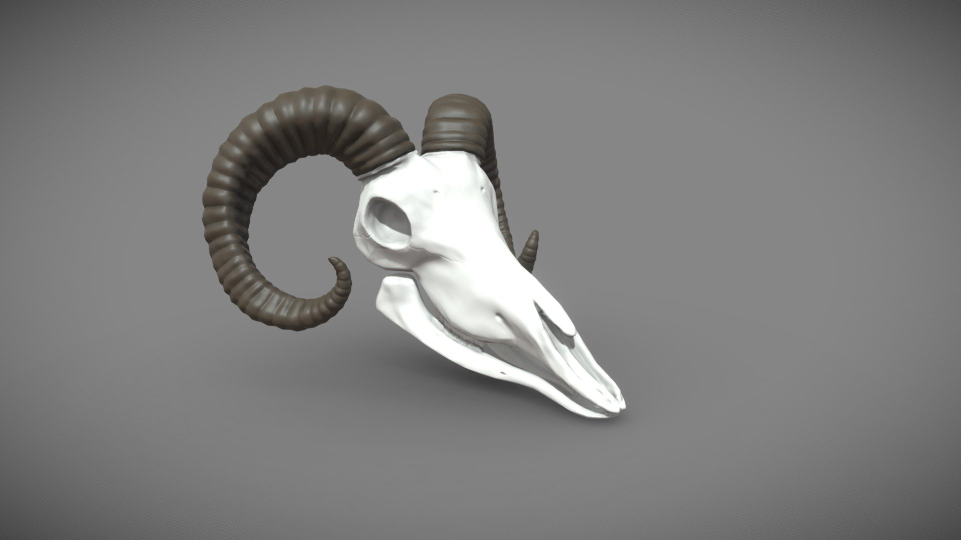 Stylized Ram Skull - Download Free 3D model by Herrah [a654ff9] - Sketchfab