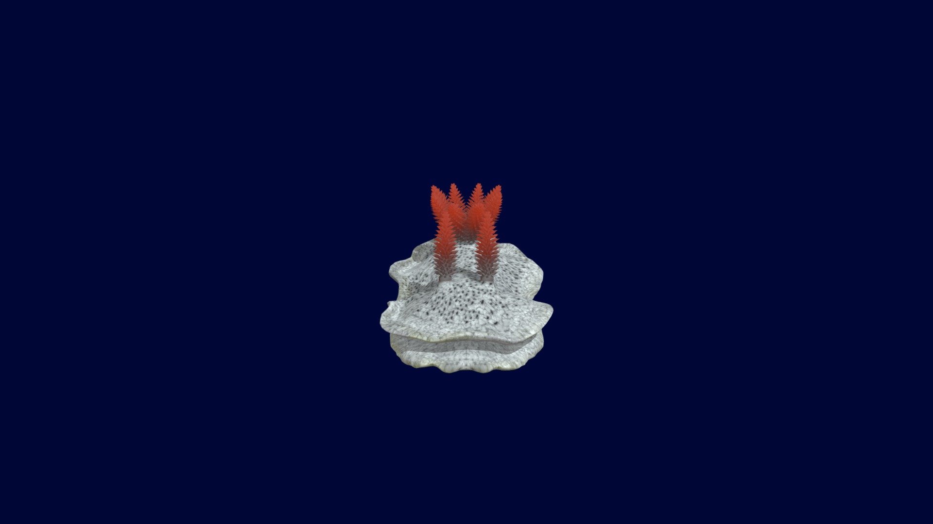 Sea slug chromodoris annae female - Download Free 3D model by nestaeric ...