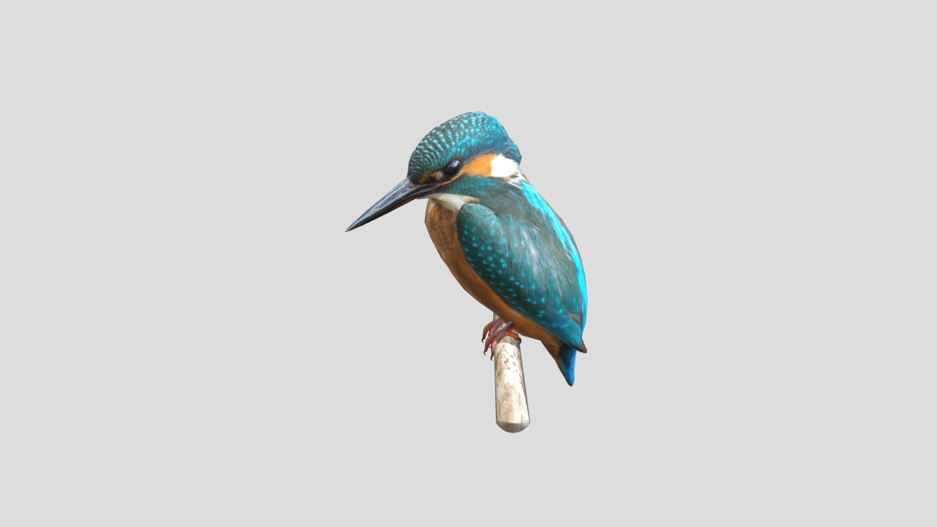 Ptak - Download Free 3D model by Robert (@Rob007) [a66104c] - Sketchfab