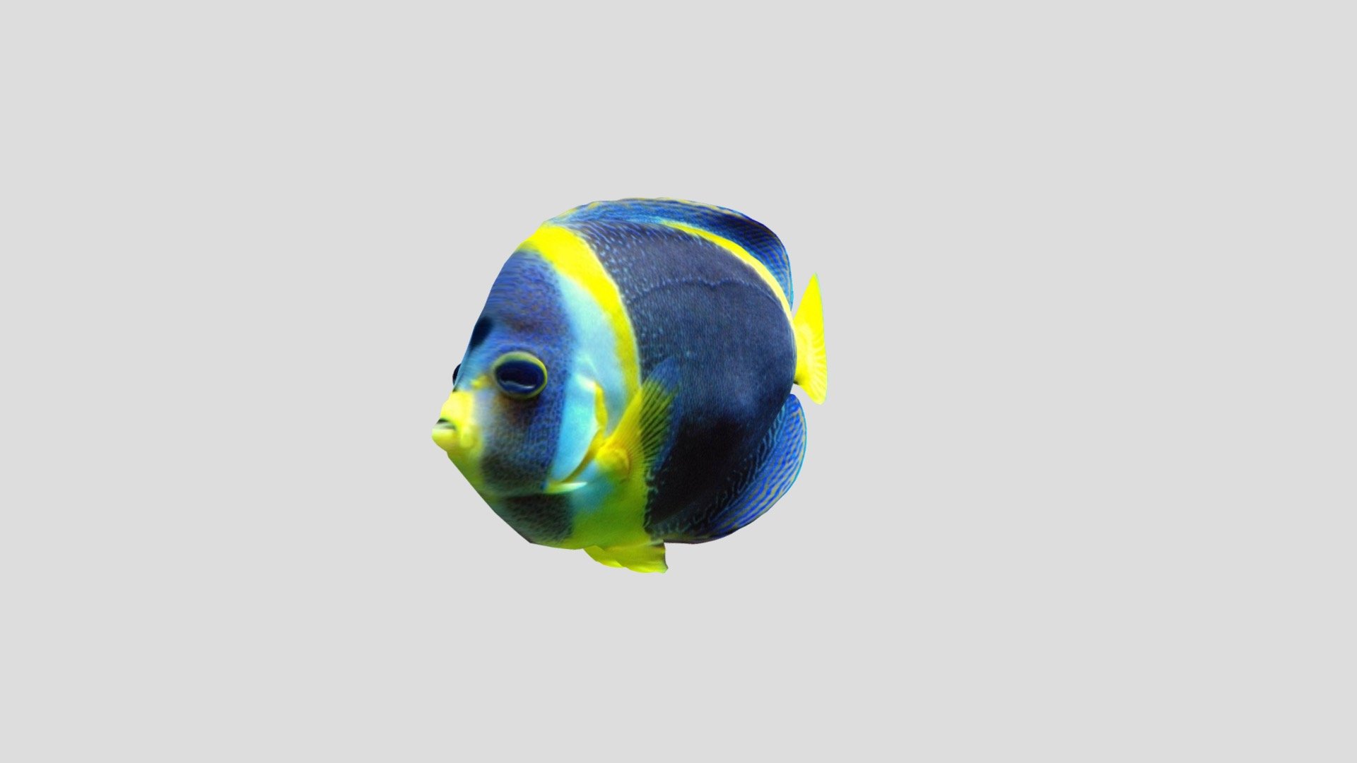 ocean fish - 3D model by Willis.Chen [a662f93] - Sketchfab
